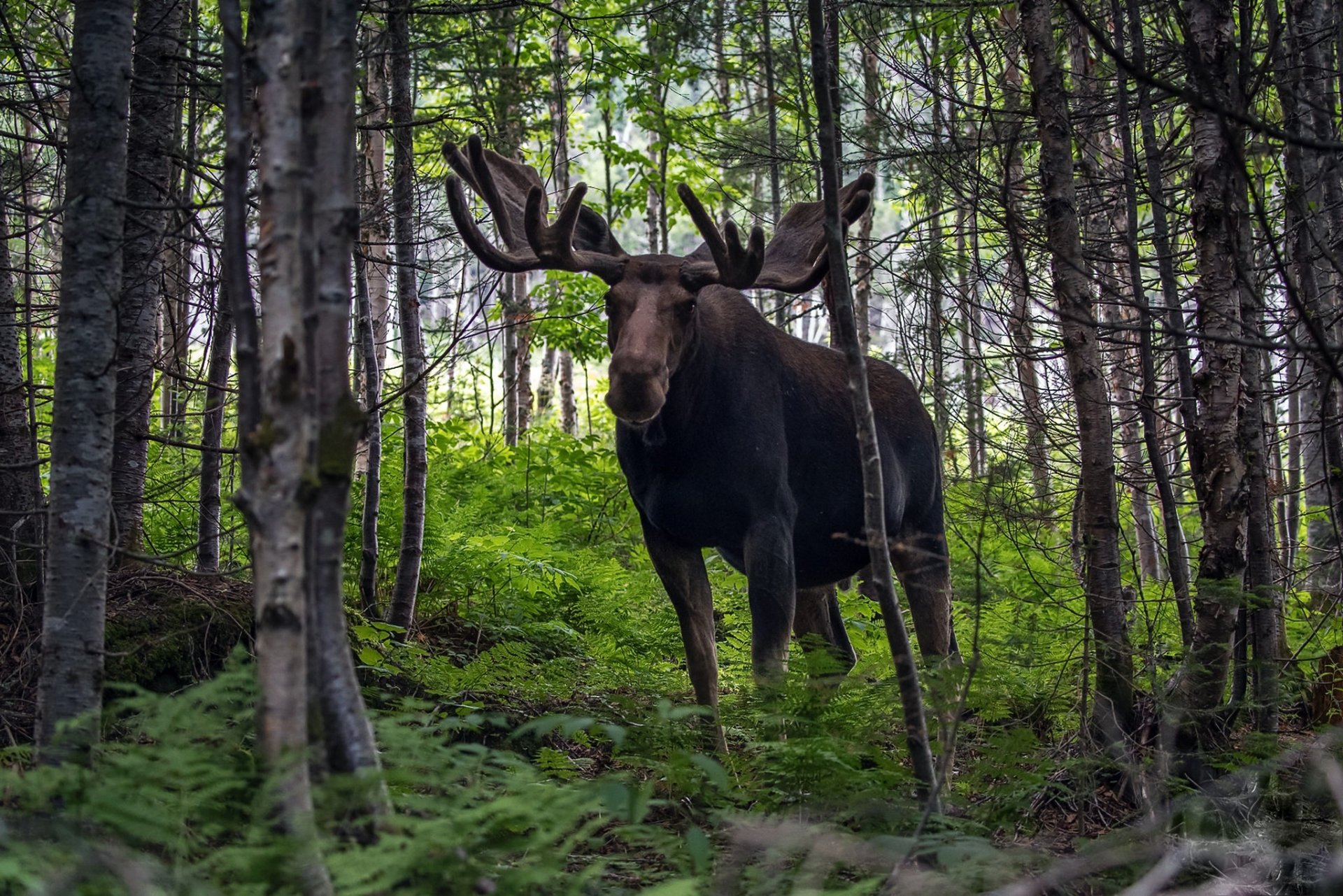 Download Animal Moose HD Wallpaper | 2048x1366 | Wallpaper Abyss