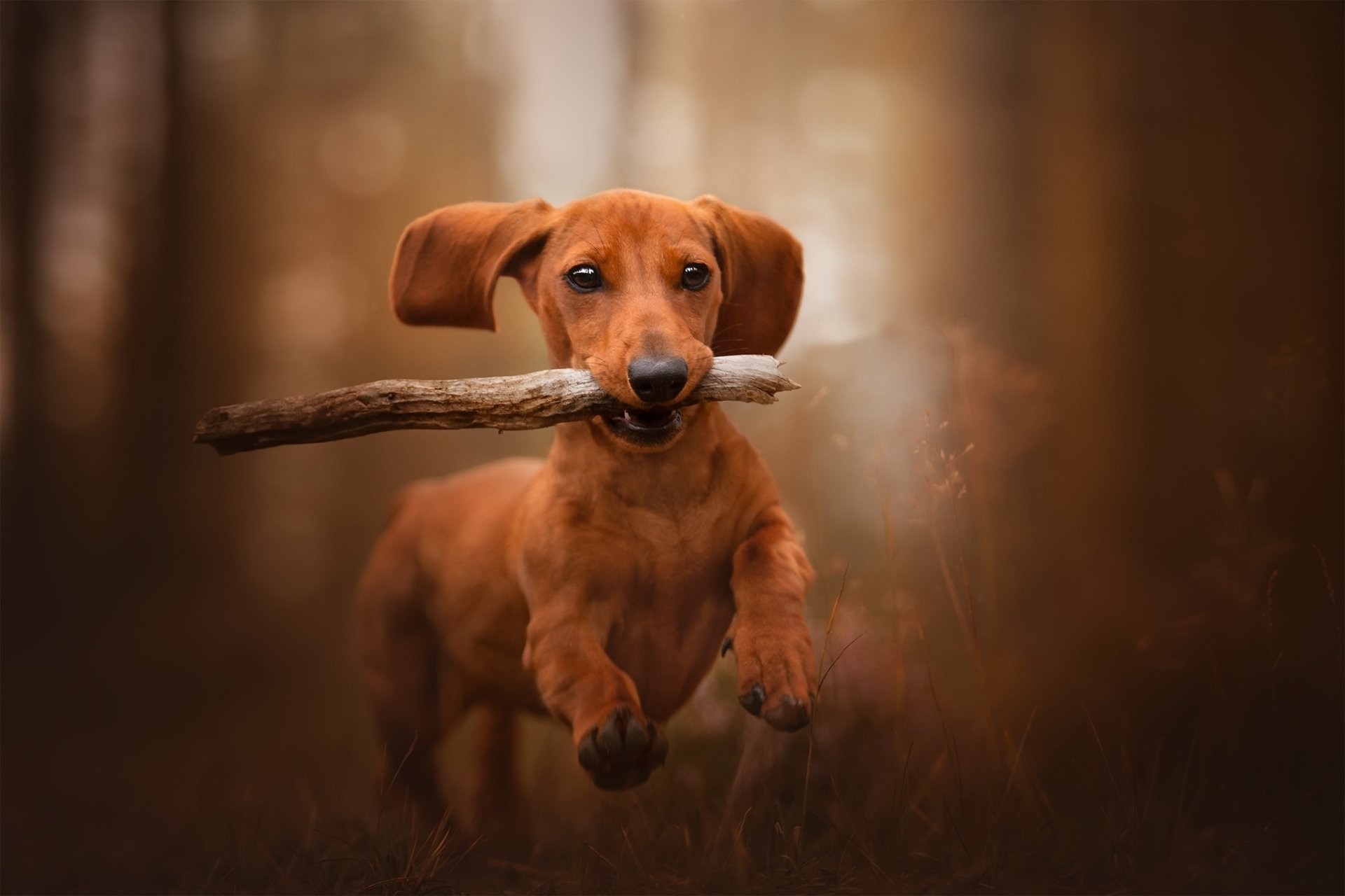 Download Animal Dog HD Wallpaper | 2048x1365 | Wallpaper Abyss