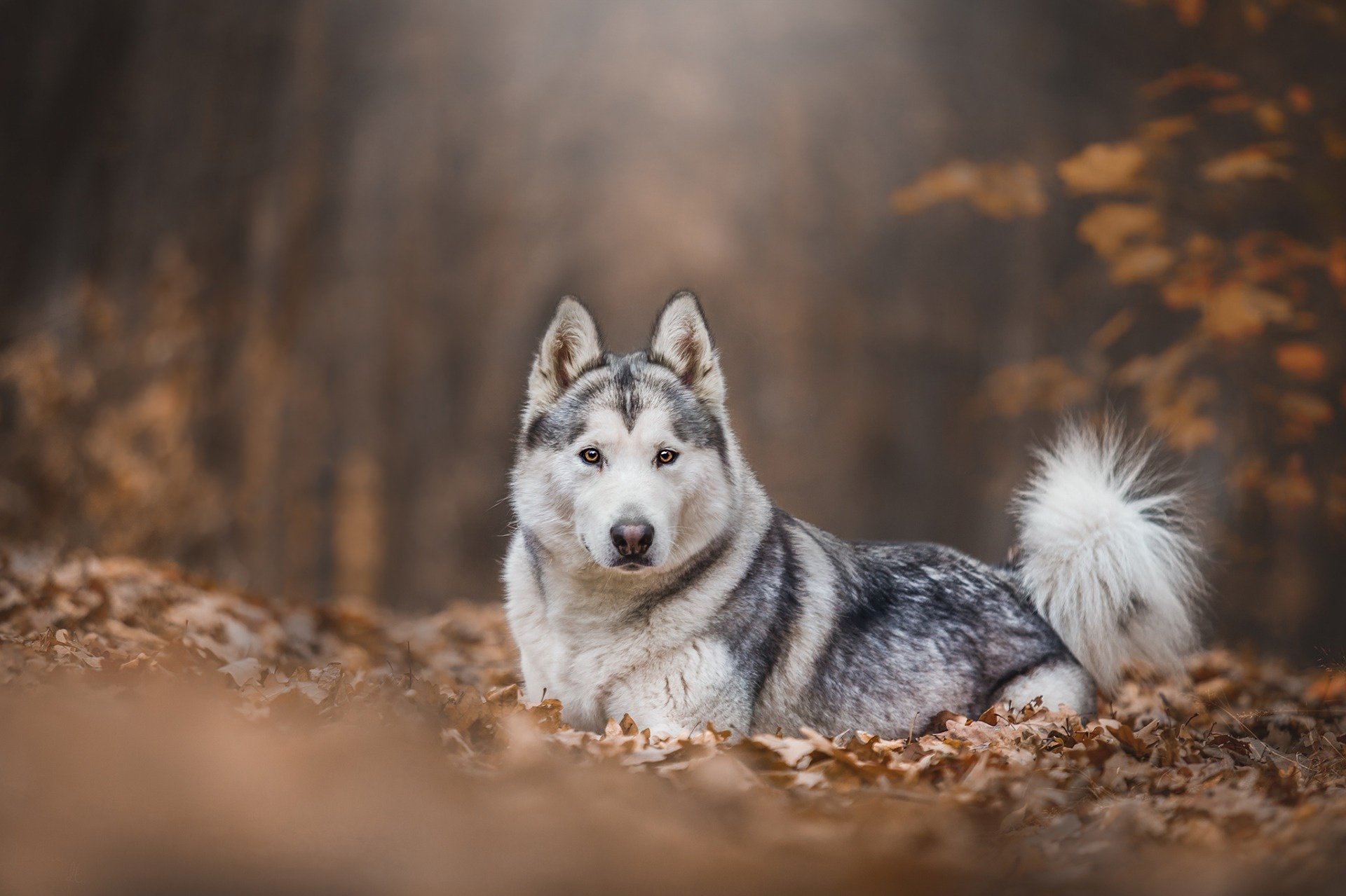 Download Fall Depth Of Field Dog Animal Husky HD Wallpaper