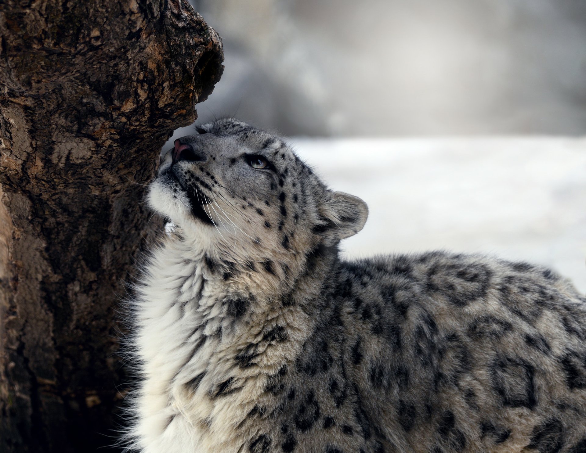 Majestic Snow Leopard HD Wallpaper