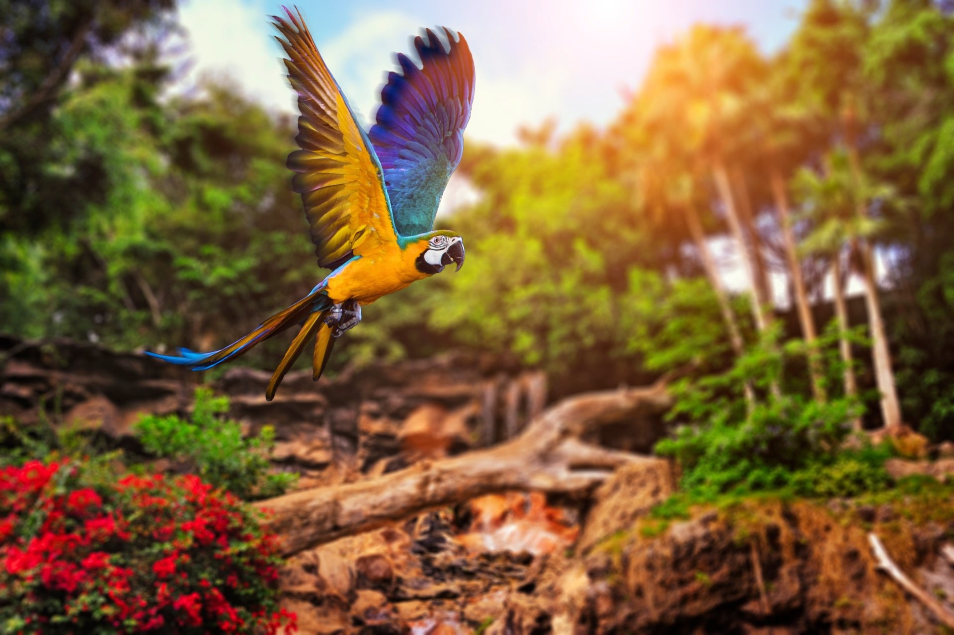 Majestic Macaw Flight - 8K Ultra HD Wallpaper