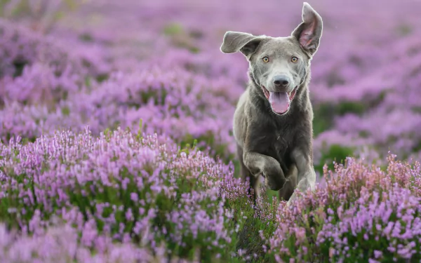 [50+] Heather Wallpapers