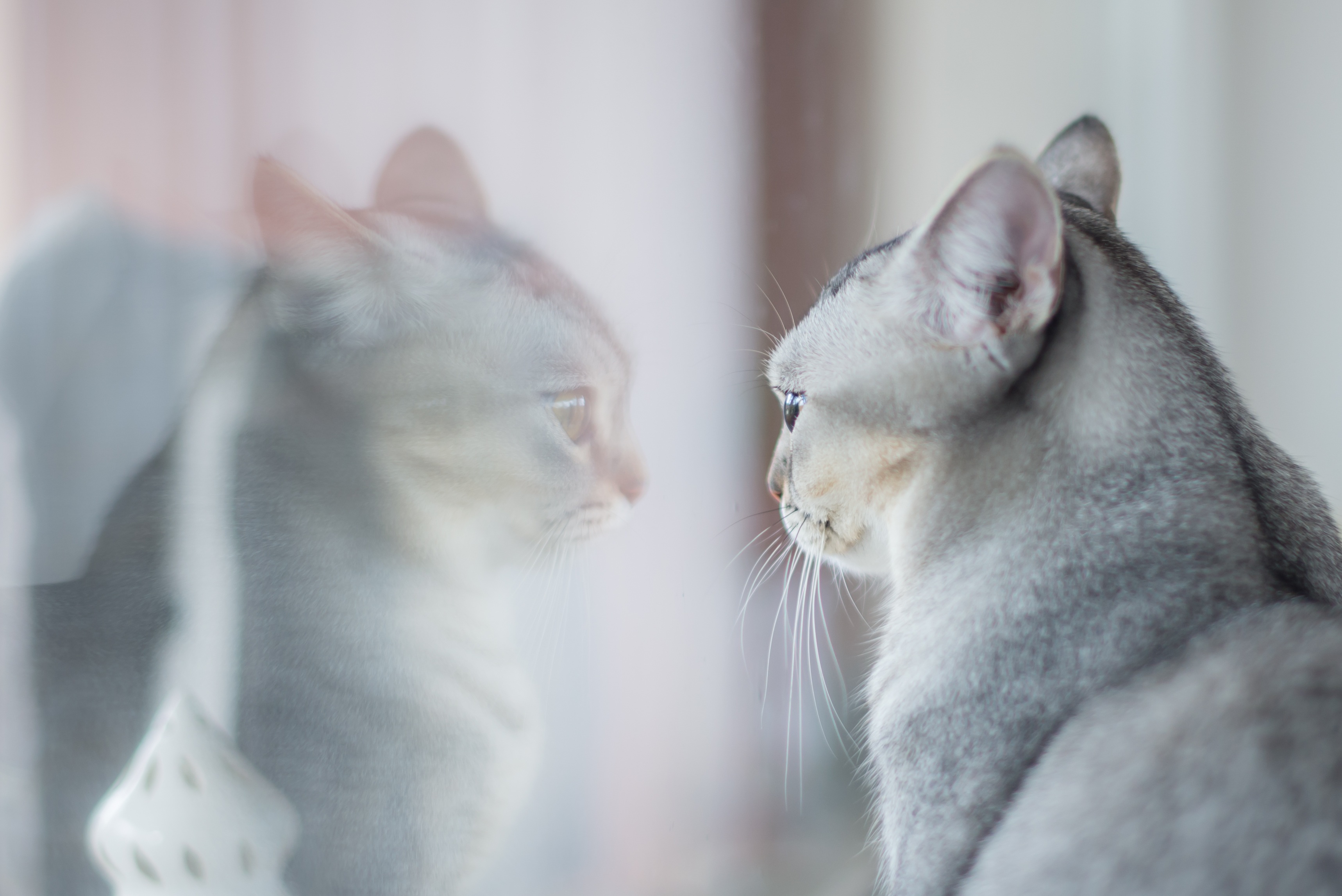 Download Reflection Animal Cat HD Wallpaper
