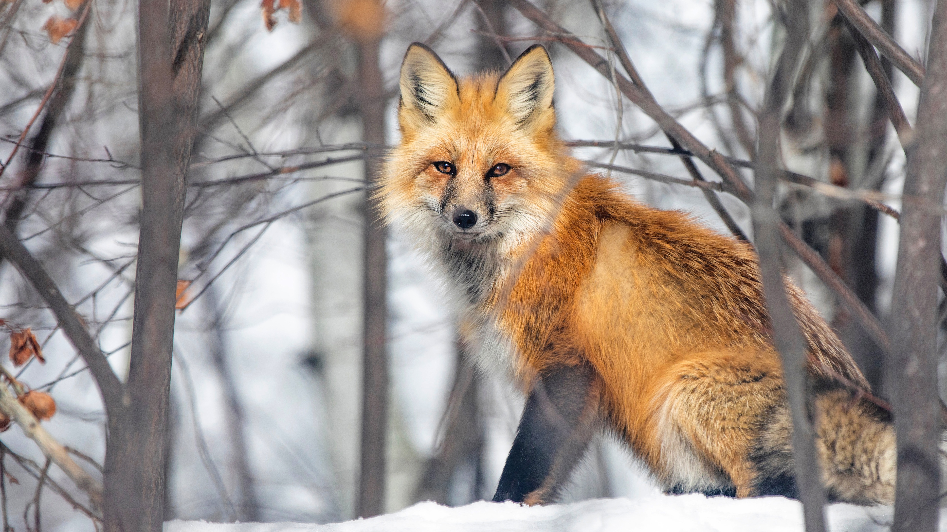 Download Animal Fox 4k Ultra HD Wallpaper