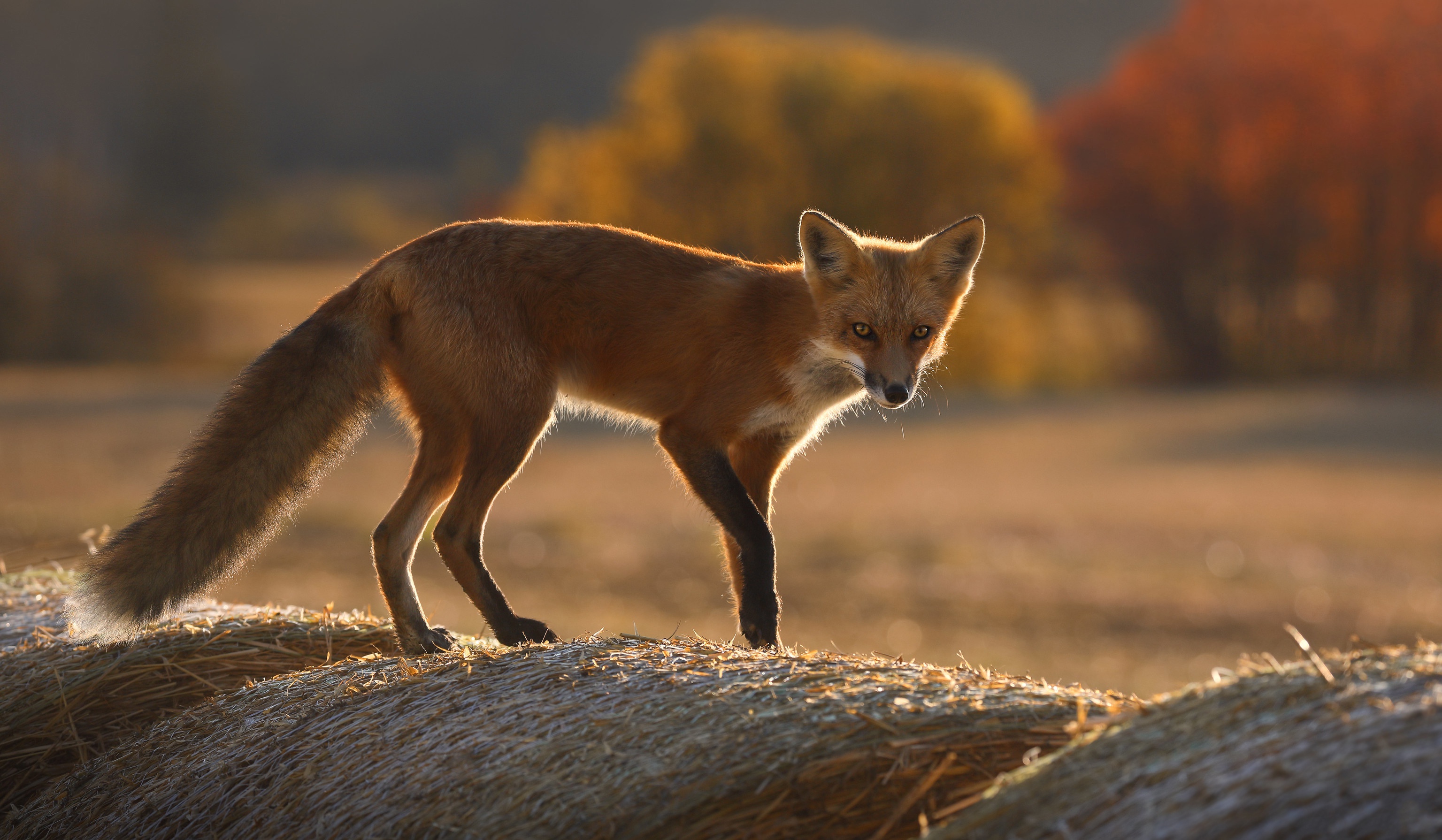 Fox Animal Wallpapers Ndash