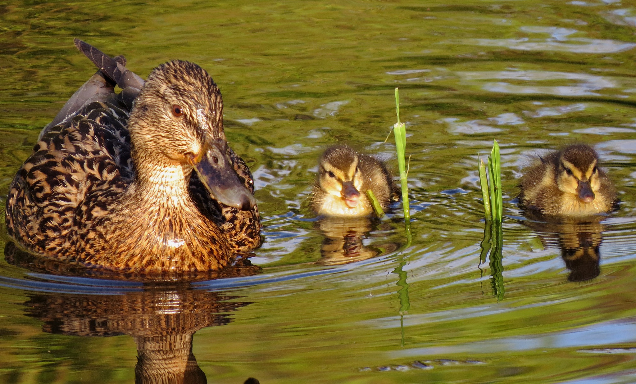 Download Animal Duck HD Wallpaper
