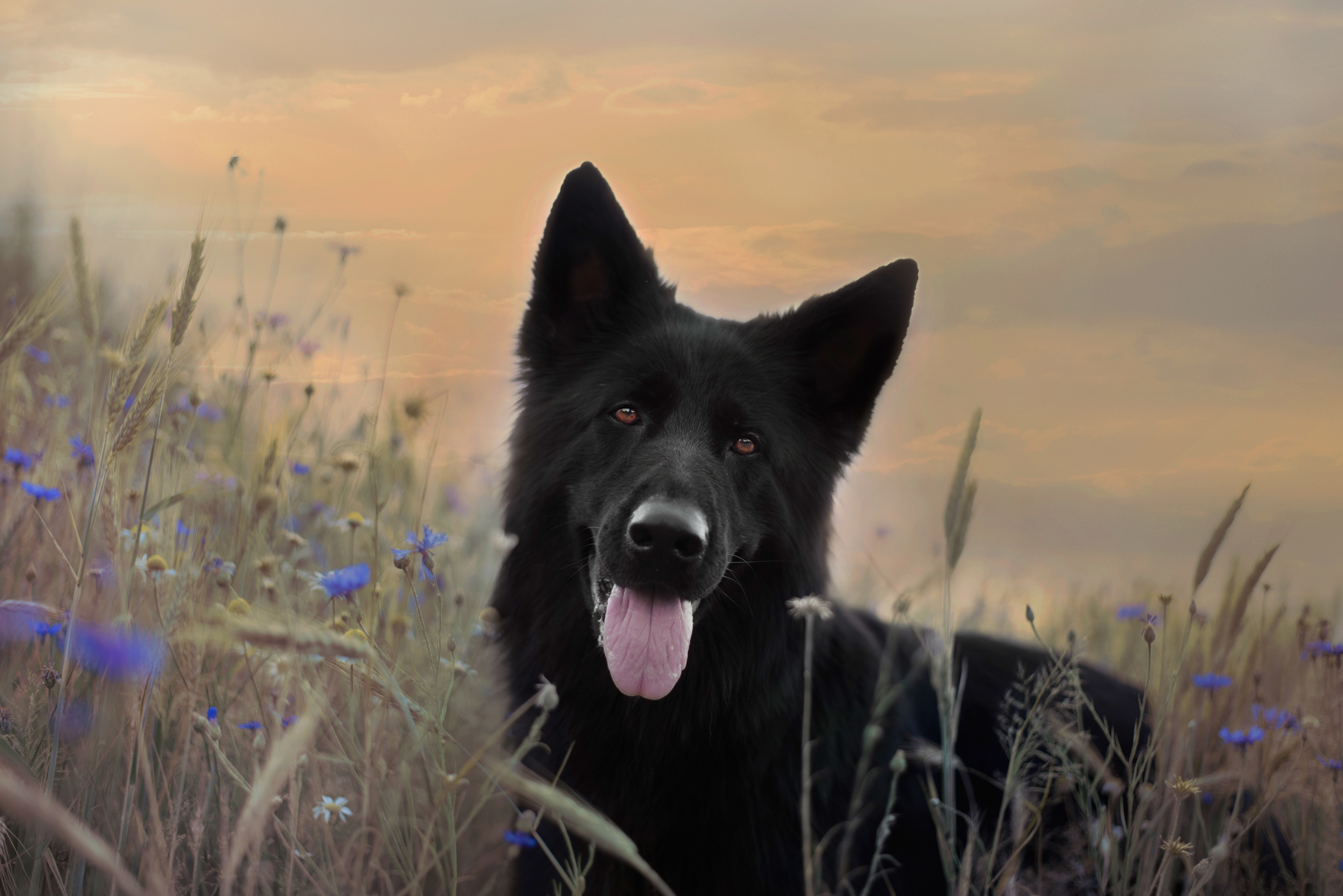 Download Dog Animal German Shepherd 4k Ultra HD Wallpaper
