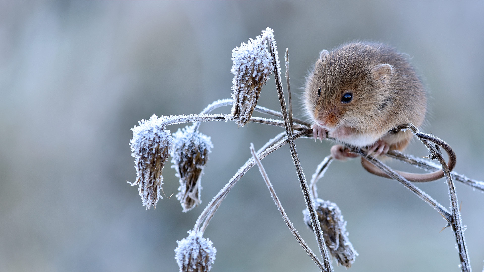 Download Rodent Animal Mouse HD Wallpaper