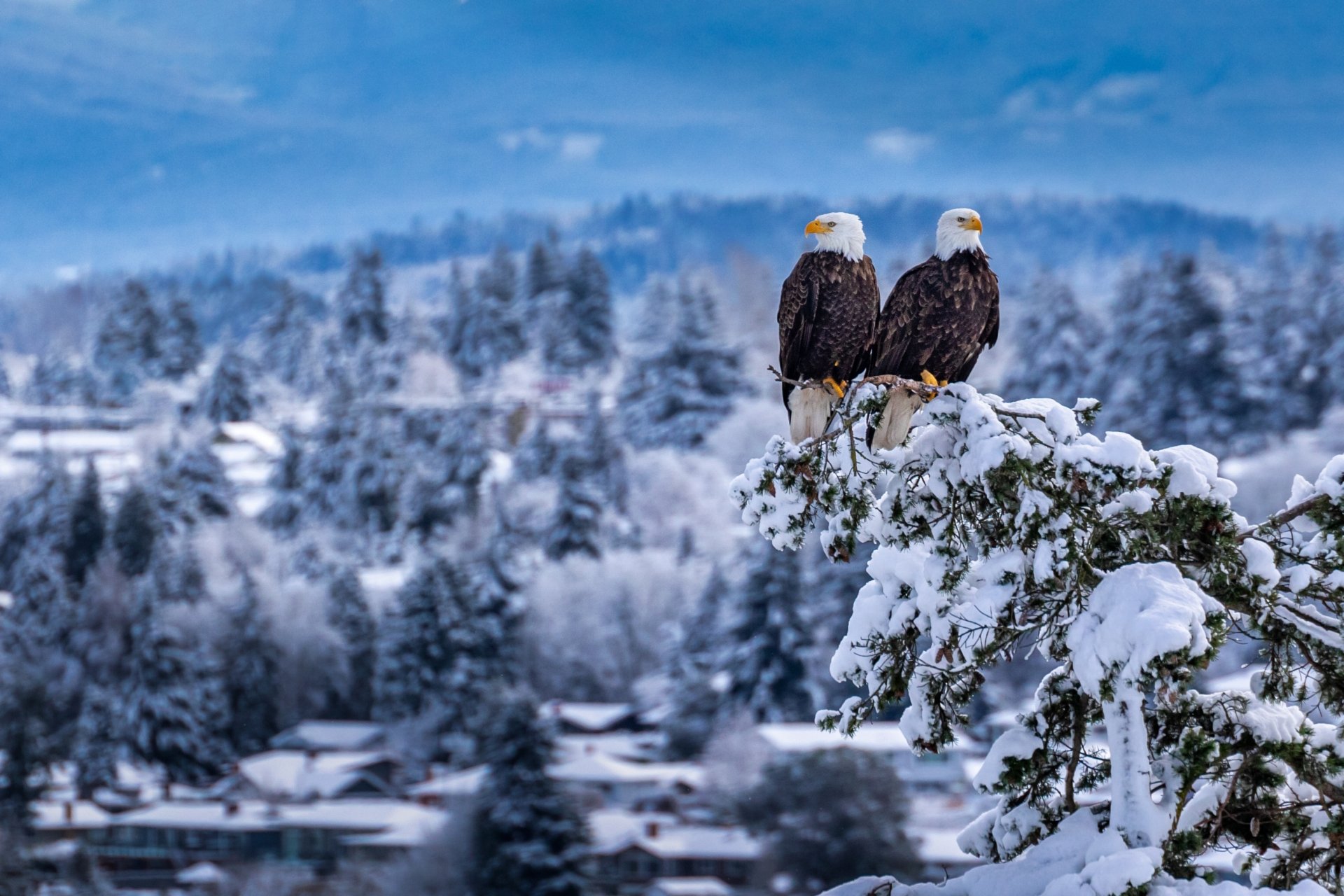 Majestic Bald Eagles in Winter: HD Snowy Bird of Prey Wallpaper