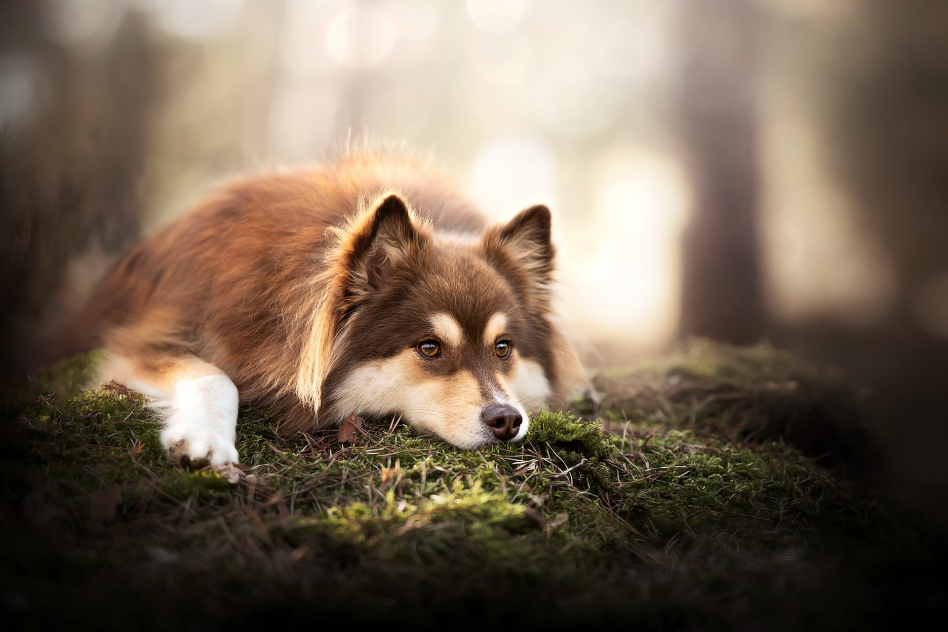 Download Depth Of Field Animal Dog HD Wallpaper