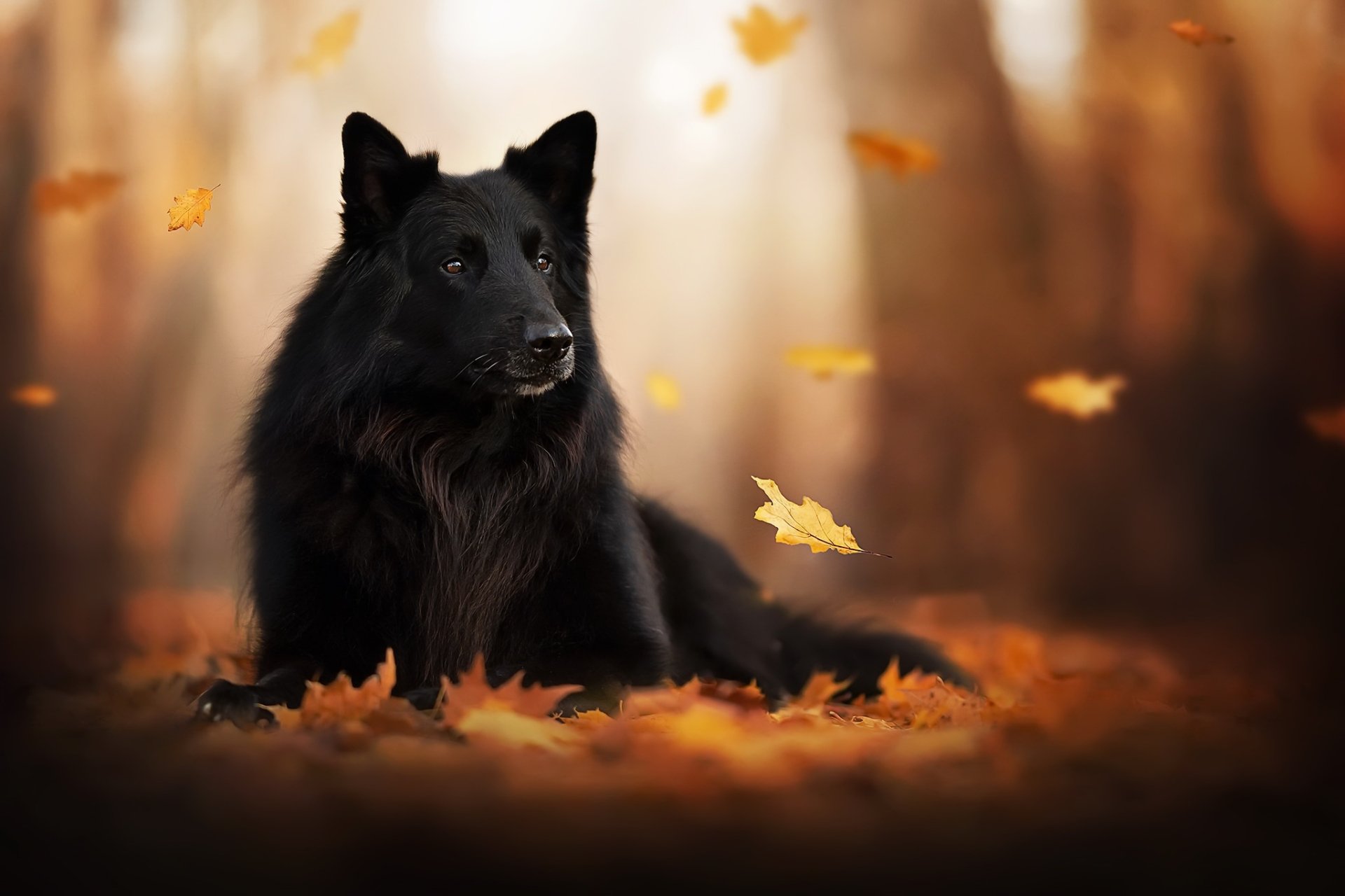 Download Groenendael Belgian Shepherd Leaf Fall Depth Of Field Animal ...