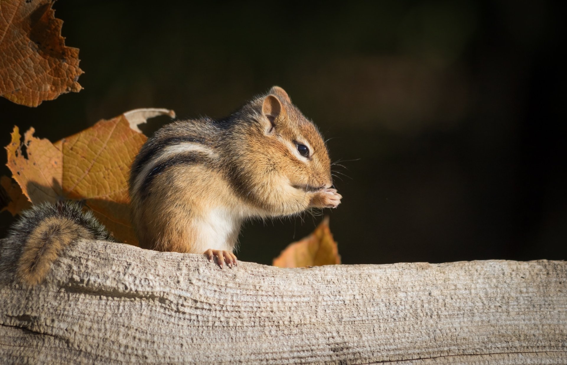 Download Rodent Animal Chipmunk HD Wallpaper | 2048x1321 | Wallpaper Abyss