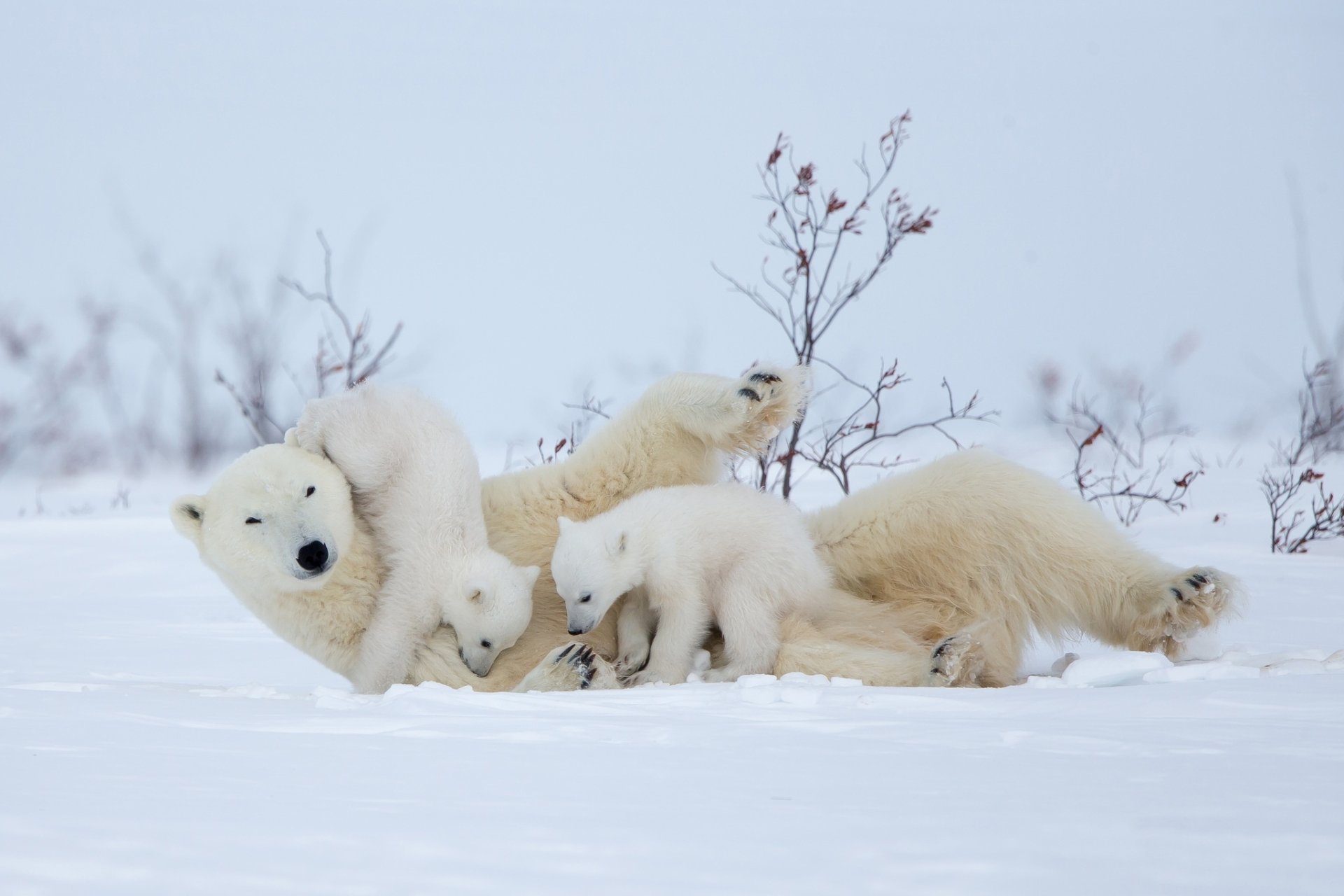 Download Cub Baby Animal Snow Winter Animal Polar Bear HD Wallpaper