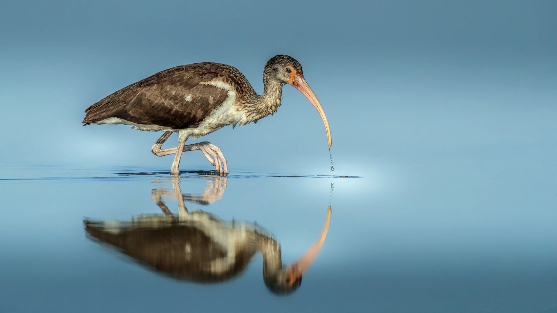 Download Reflection Bird Animal Ibis HD Wallpaper