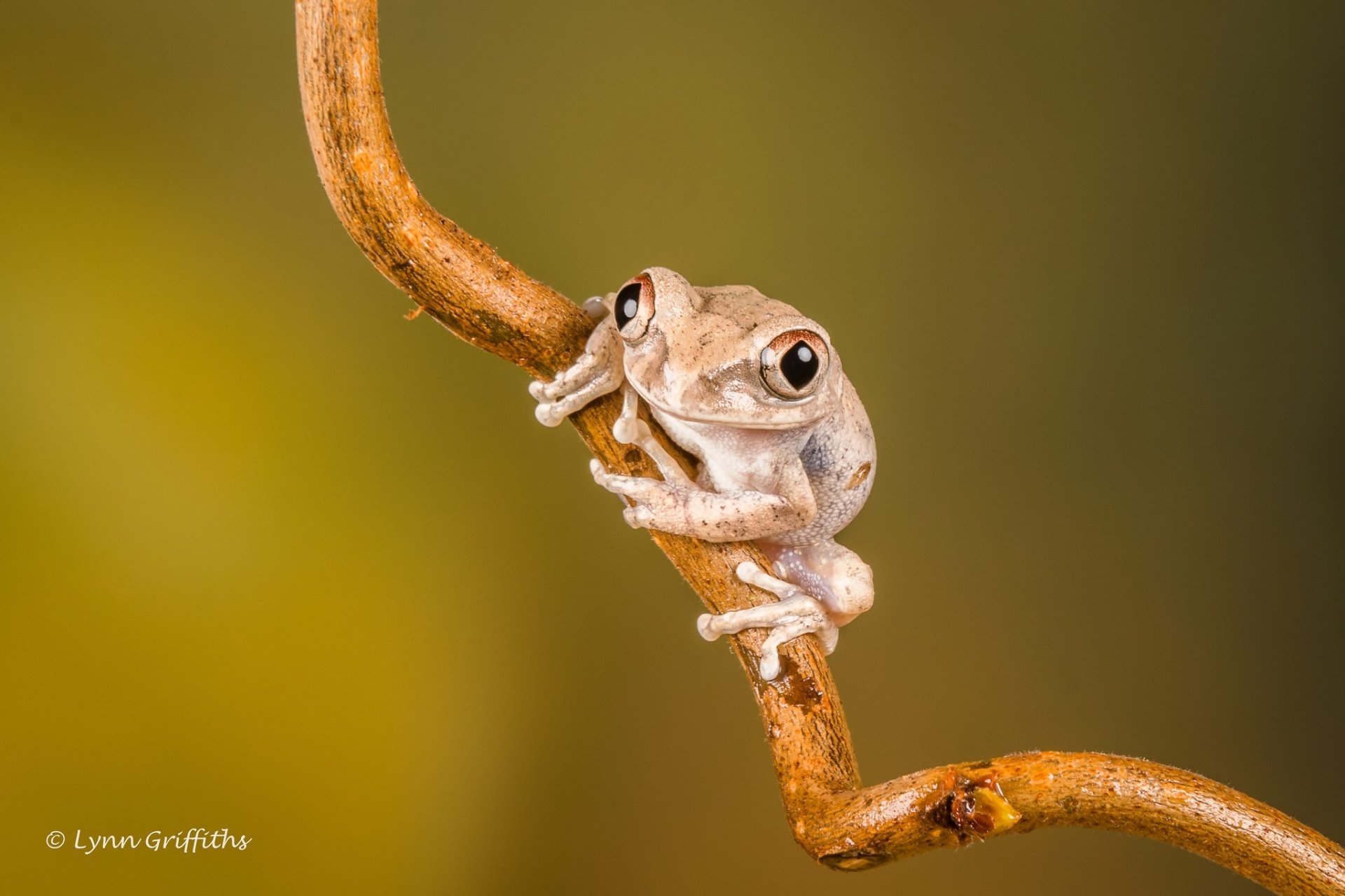 Animal Frog HD Wallpaper by Lynn Griffiths