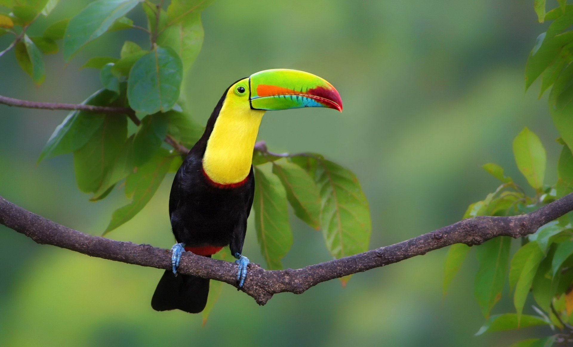 Download Bird Animal Toucan HD Wallpaper | 1921x1164 | Wallpaper Abyss