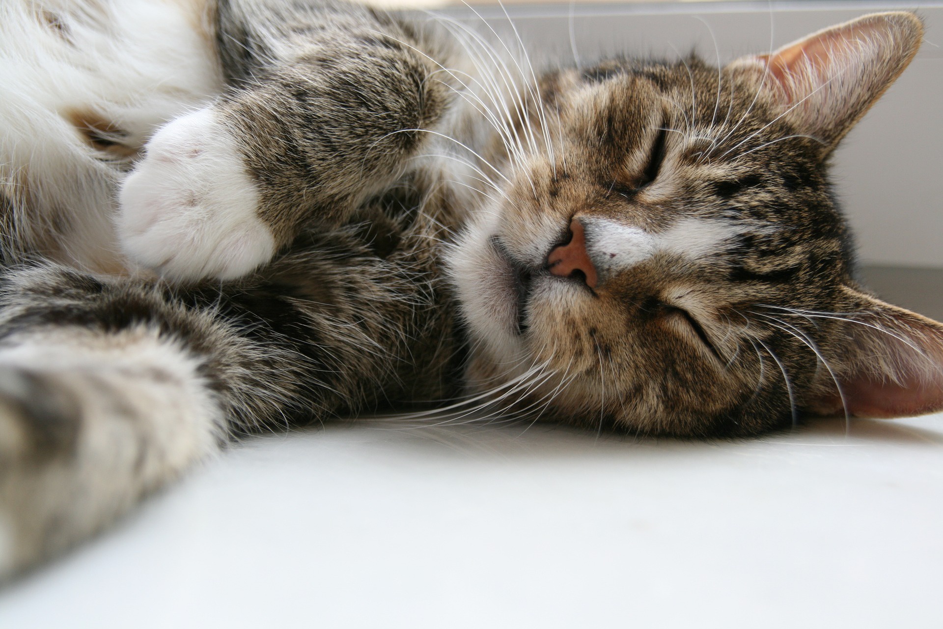 Peaceful Slumber: HD Wallpaper of a Sleeping Cat