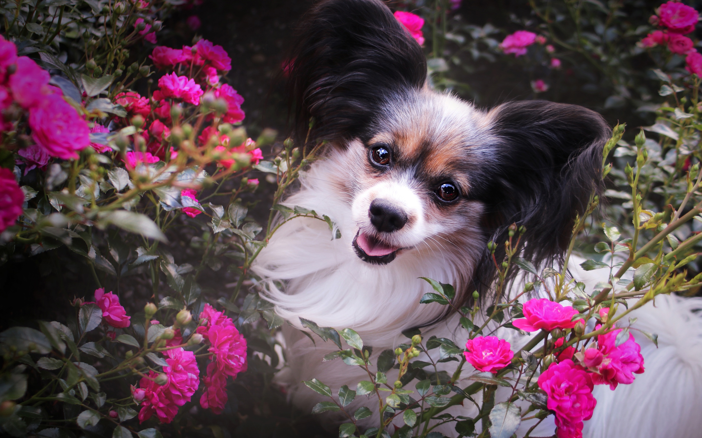 Download Pink Flower Dog Papillon (Dog) Animal Papillon HD Wallpaper