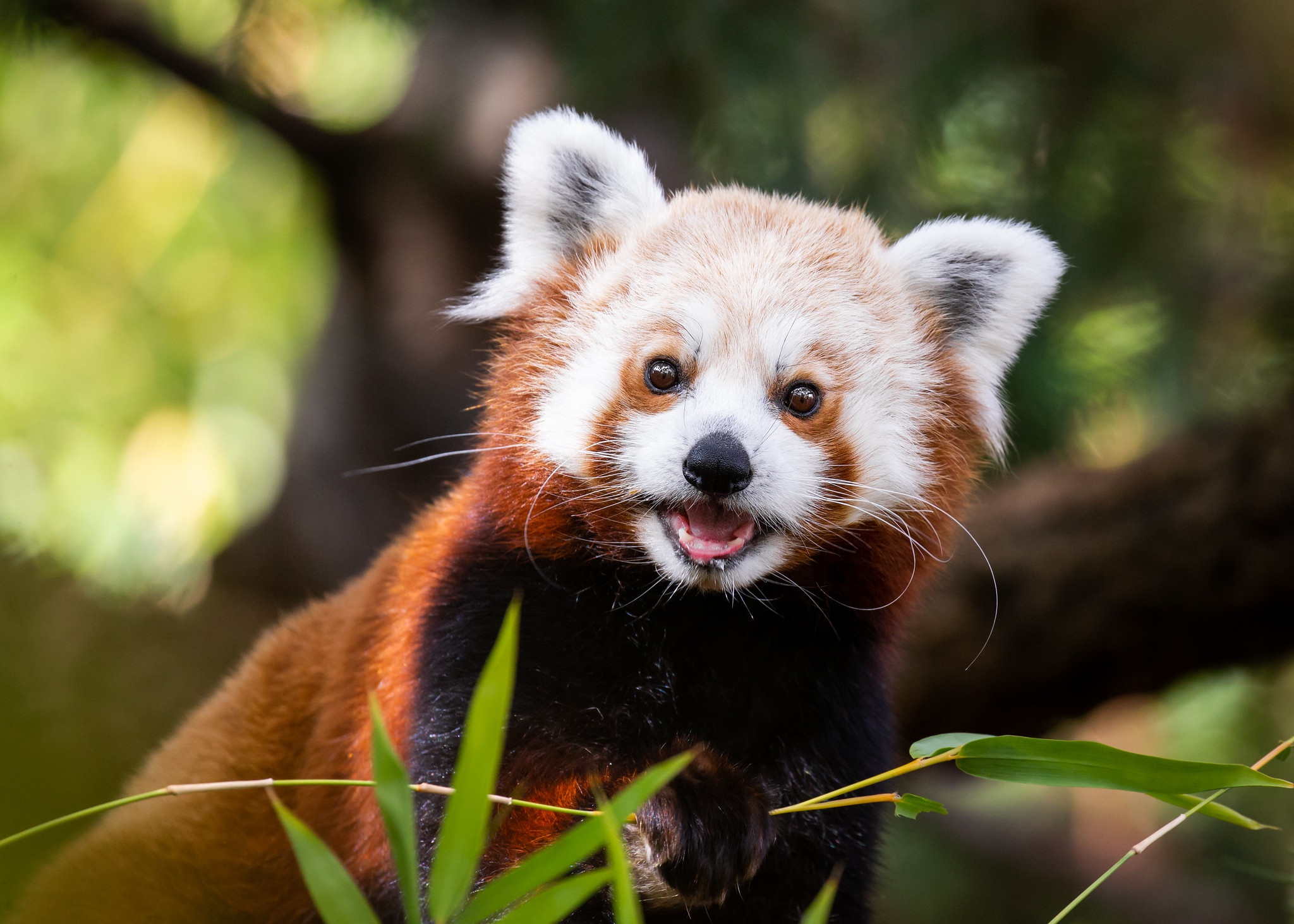 Download Animal Red Panda HD Wallpaper