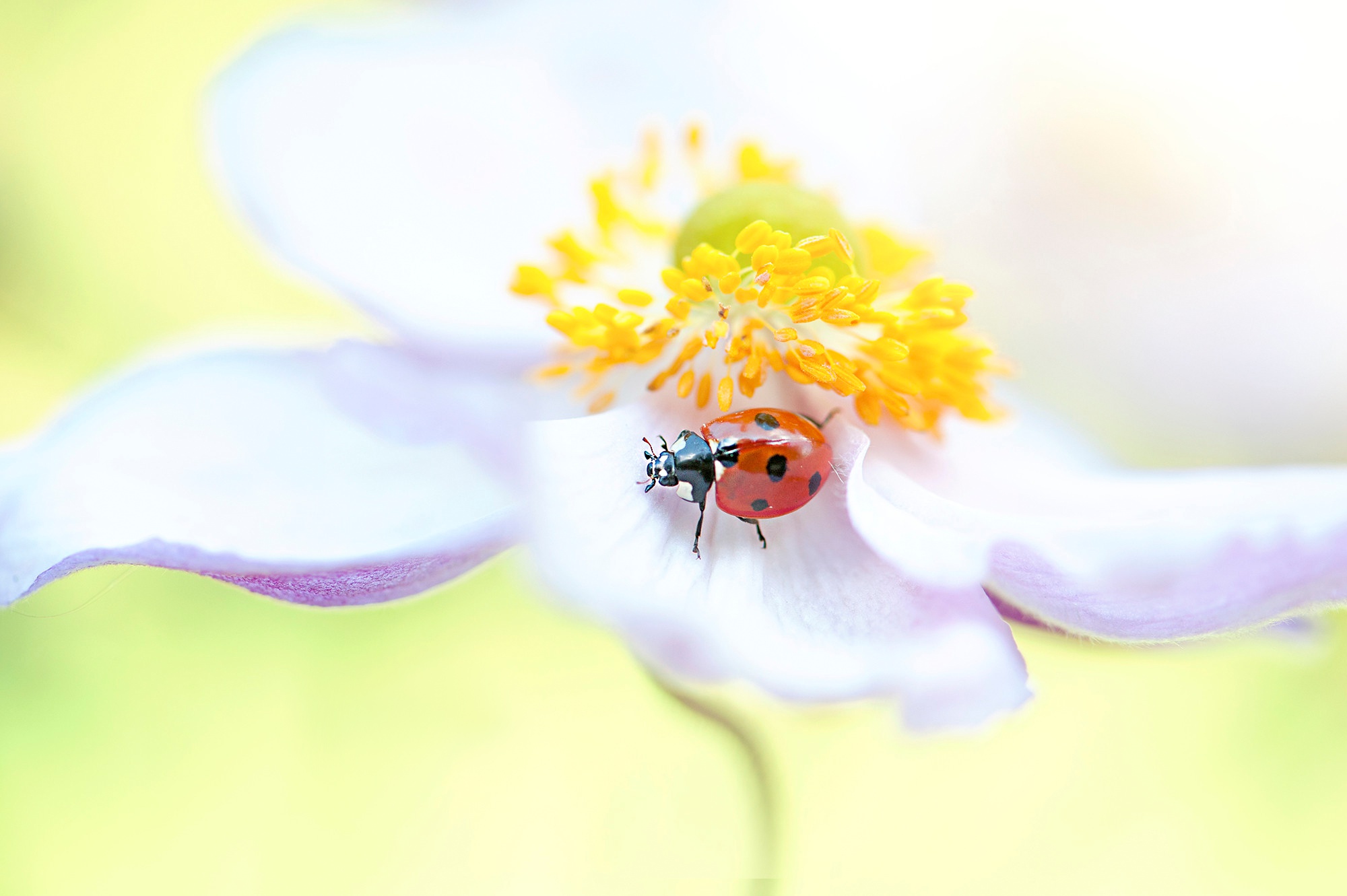Download Insect Macro Flower Animal Ladybug HD Wallpaper