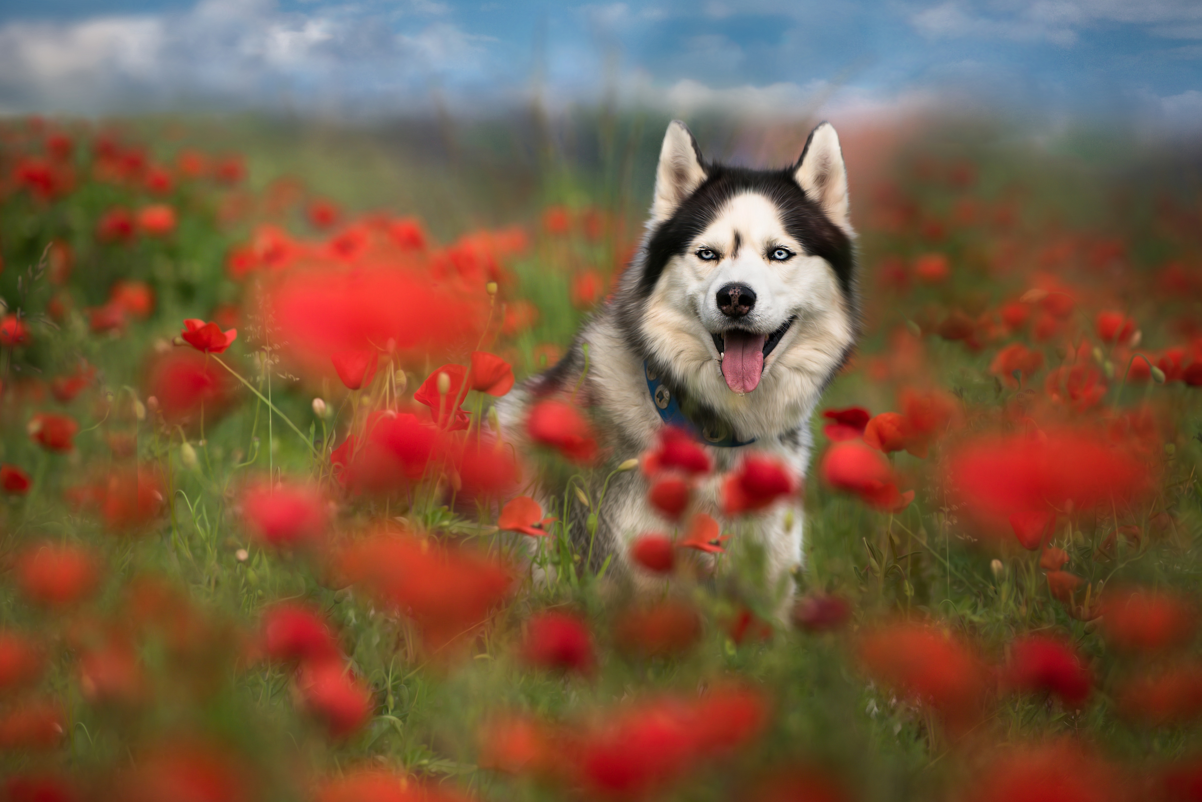 Download Depth Of Field Red Flower Poppy Summer Dog Animal Husky 4k ...