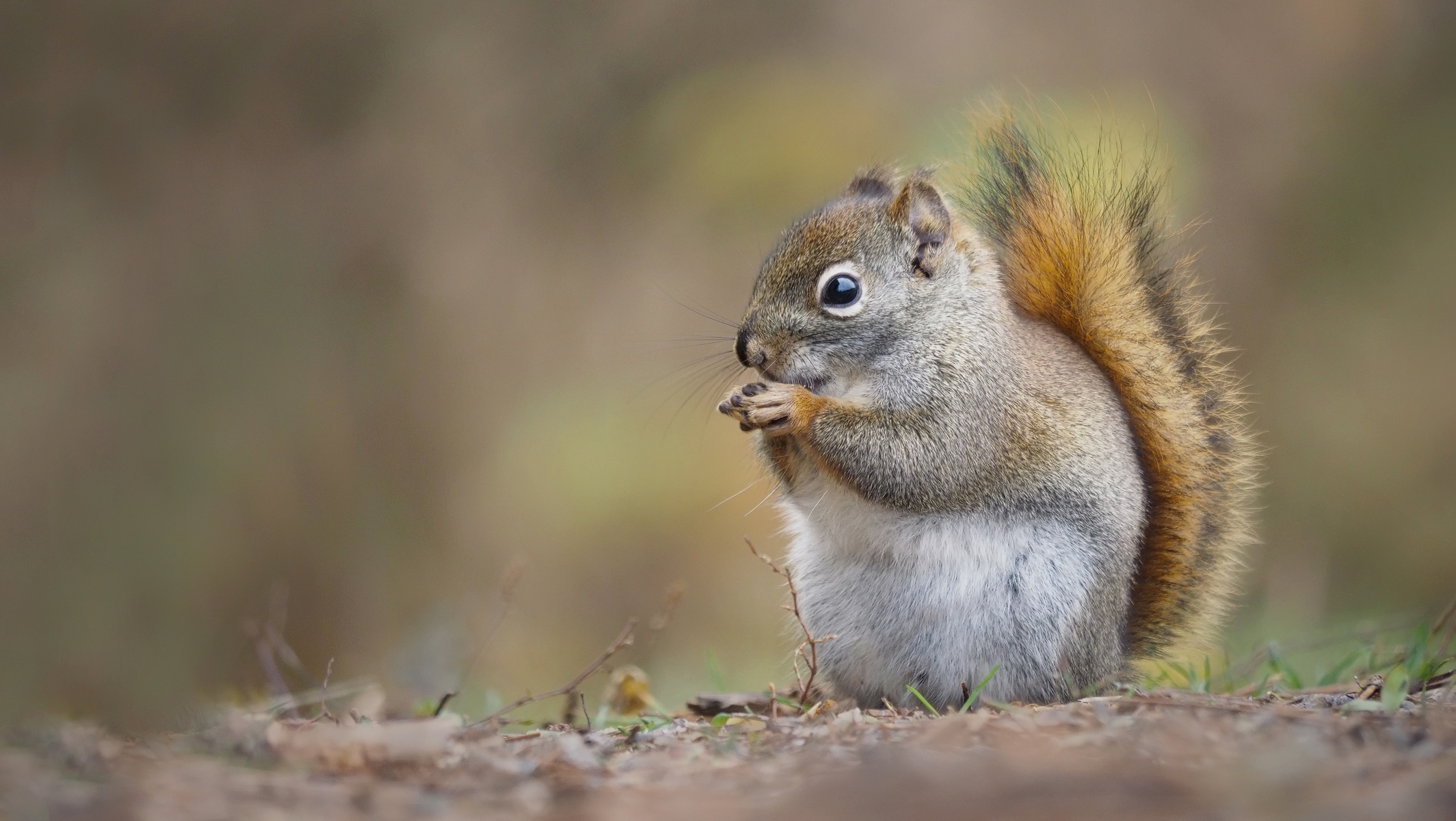 Download Rodent Animal Squirrel HD Wallpaper