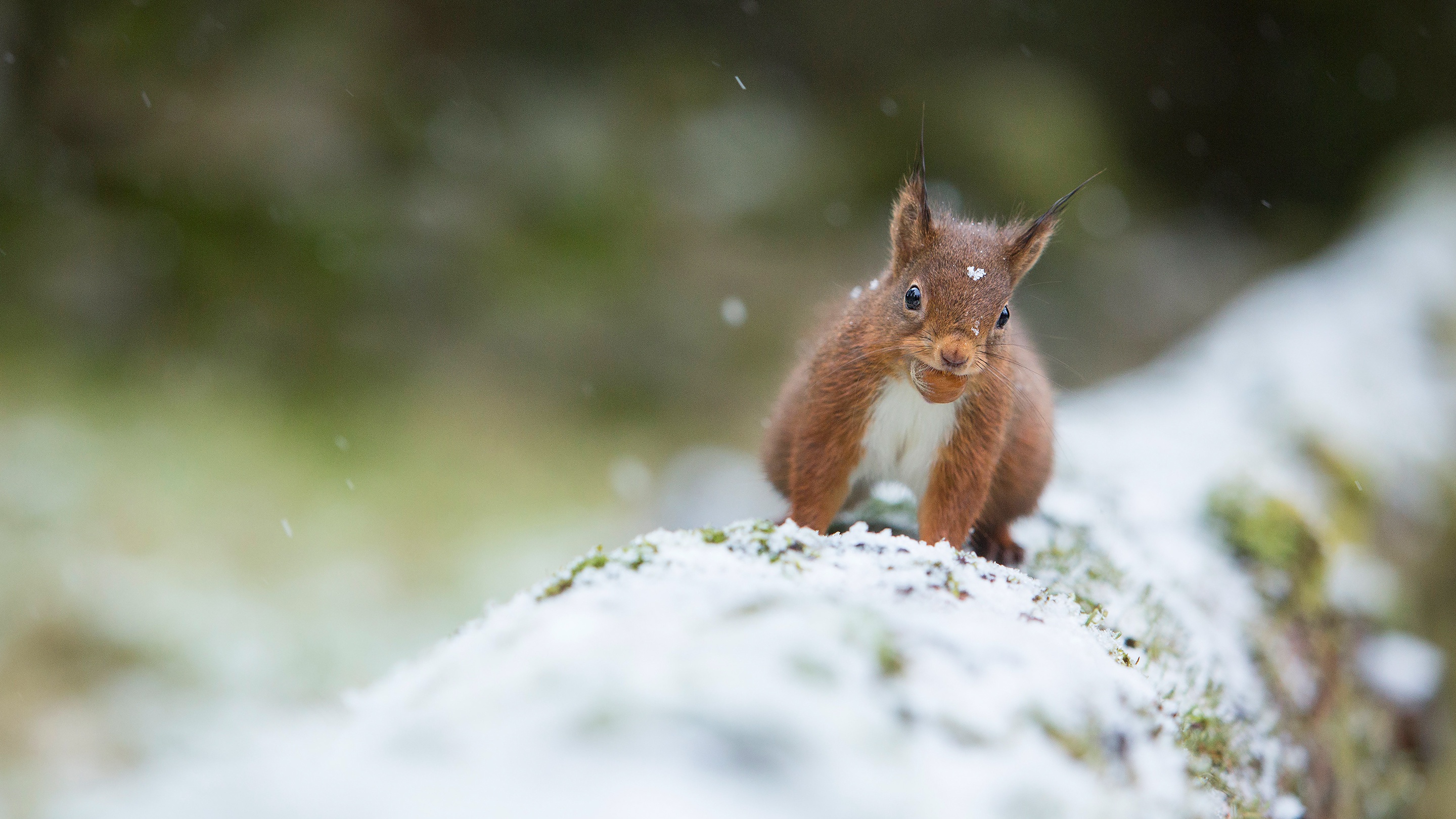 Download Depth Of Field Snow Rodent Animal Squirrel HD Wallpaper