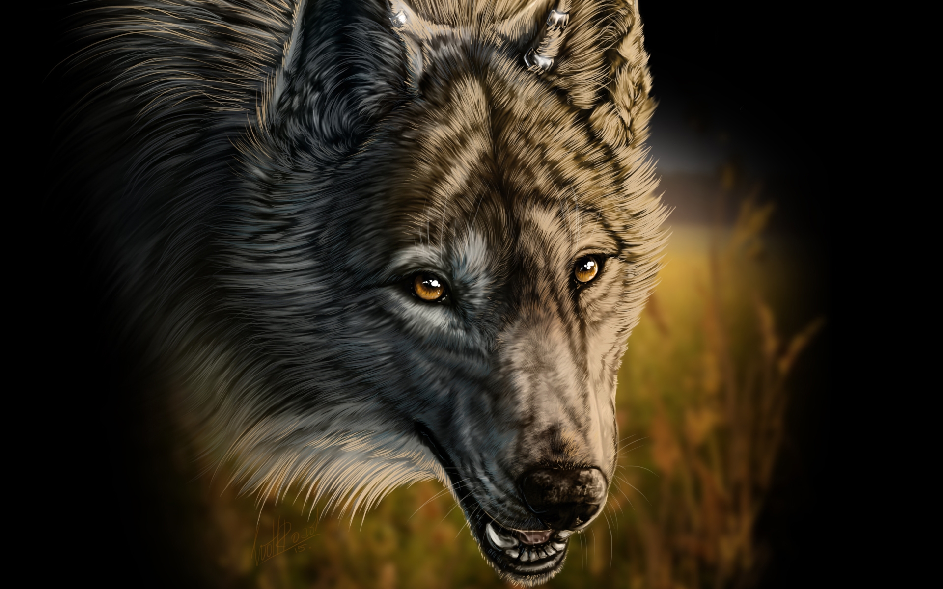 Wallpaper Wolf Face Animal Page 43 | Wolf Animal Stock Photos, Images