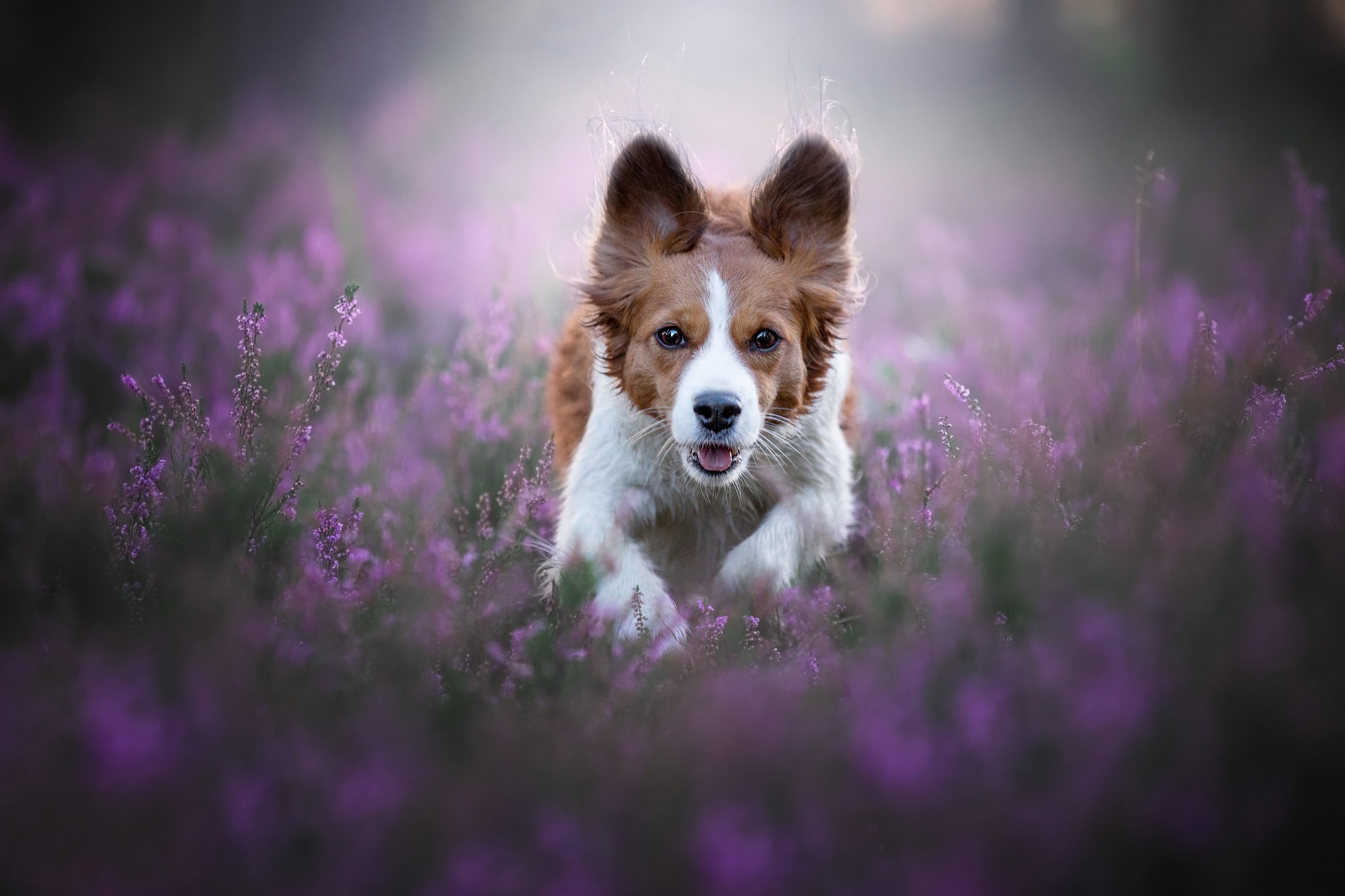 Download Flower Heather Baby Animal Dog Animal Puppy HD Wallpaper
