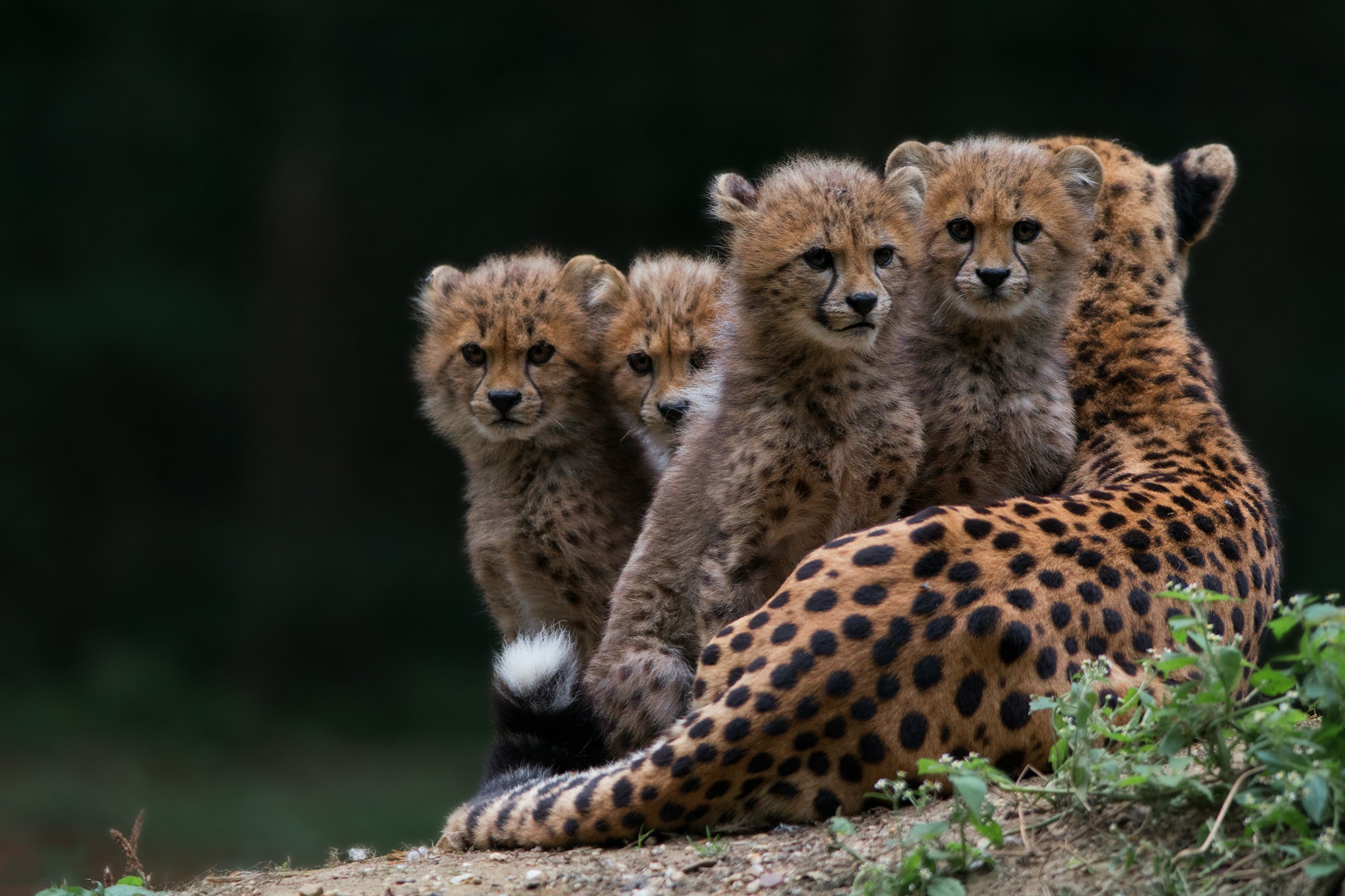 Cheetah Cubs Wallpaper Zoo Shares Photos Of Cheetah Cubs Receiving