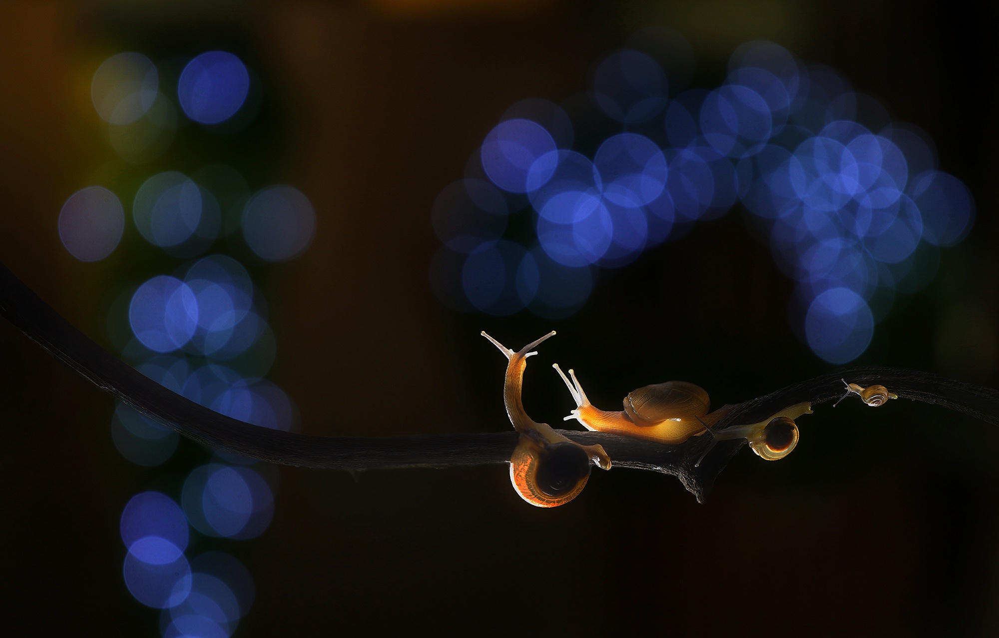 Download Bokeh Animal Snail HD Wallpaper