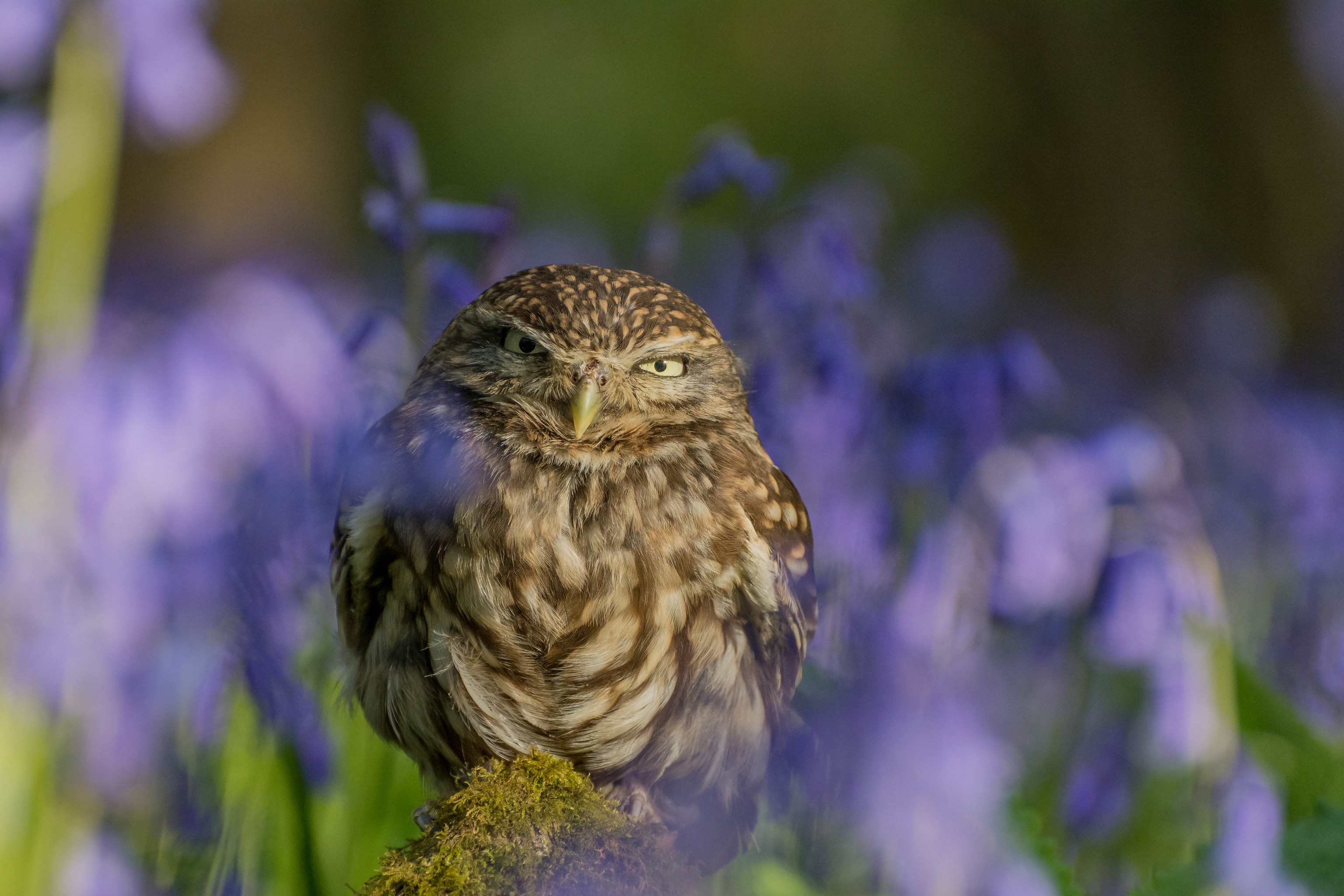 Download Stare Bird Animal Owl HD Wallpaper