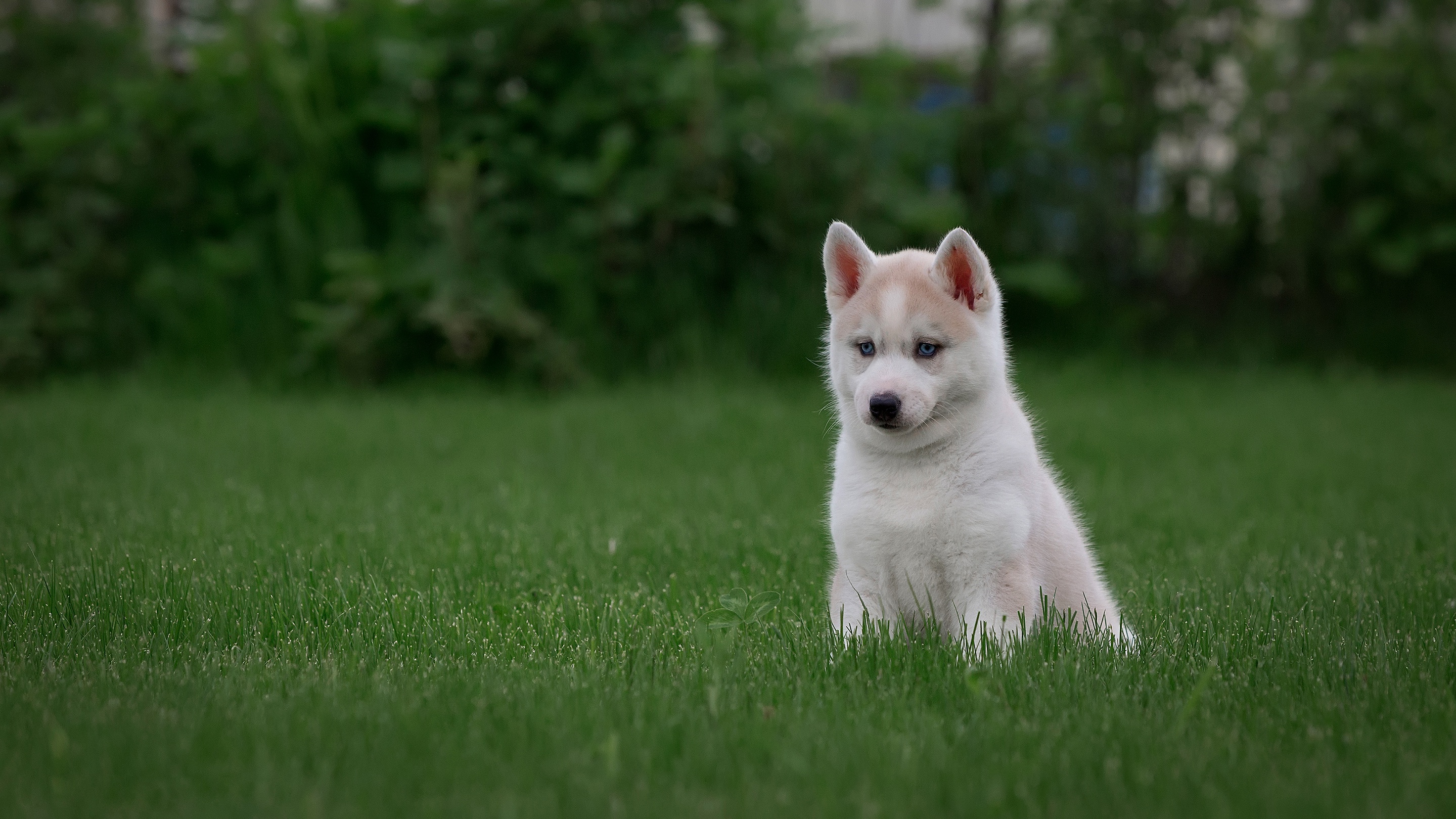 Download Grass Baby Animal Puppy Dog Animal Husky HD Wallpaper
