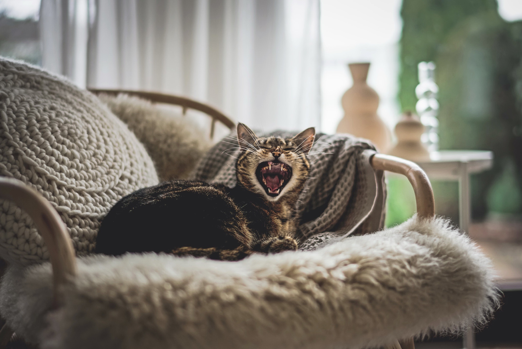 Cat Pet Ipad Wallpapers