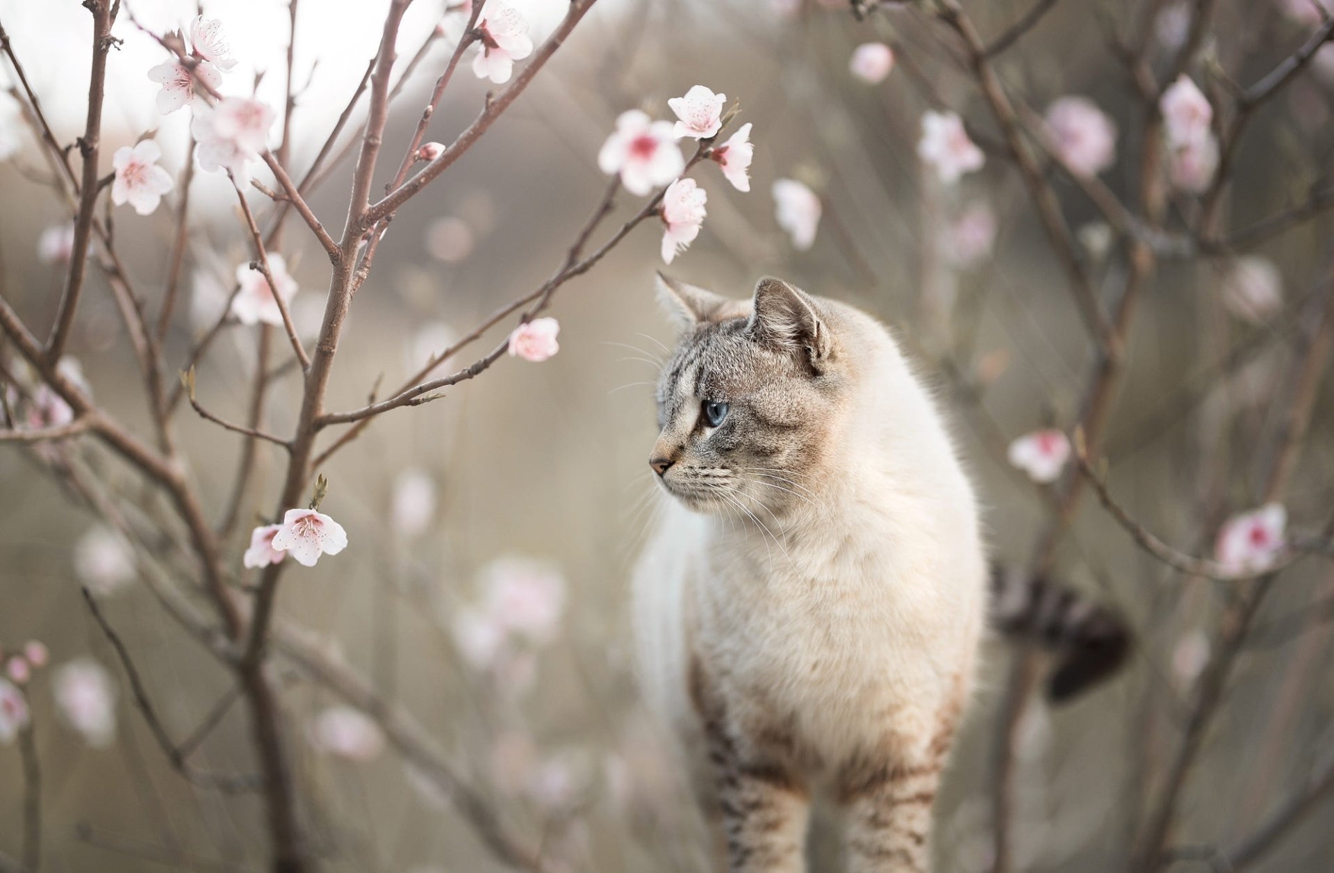 Download Blossom Flower Depth Of Field Animal Cat HD Wallpaper