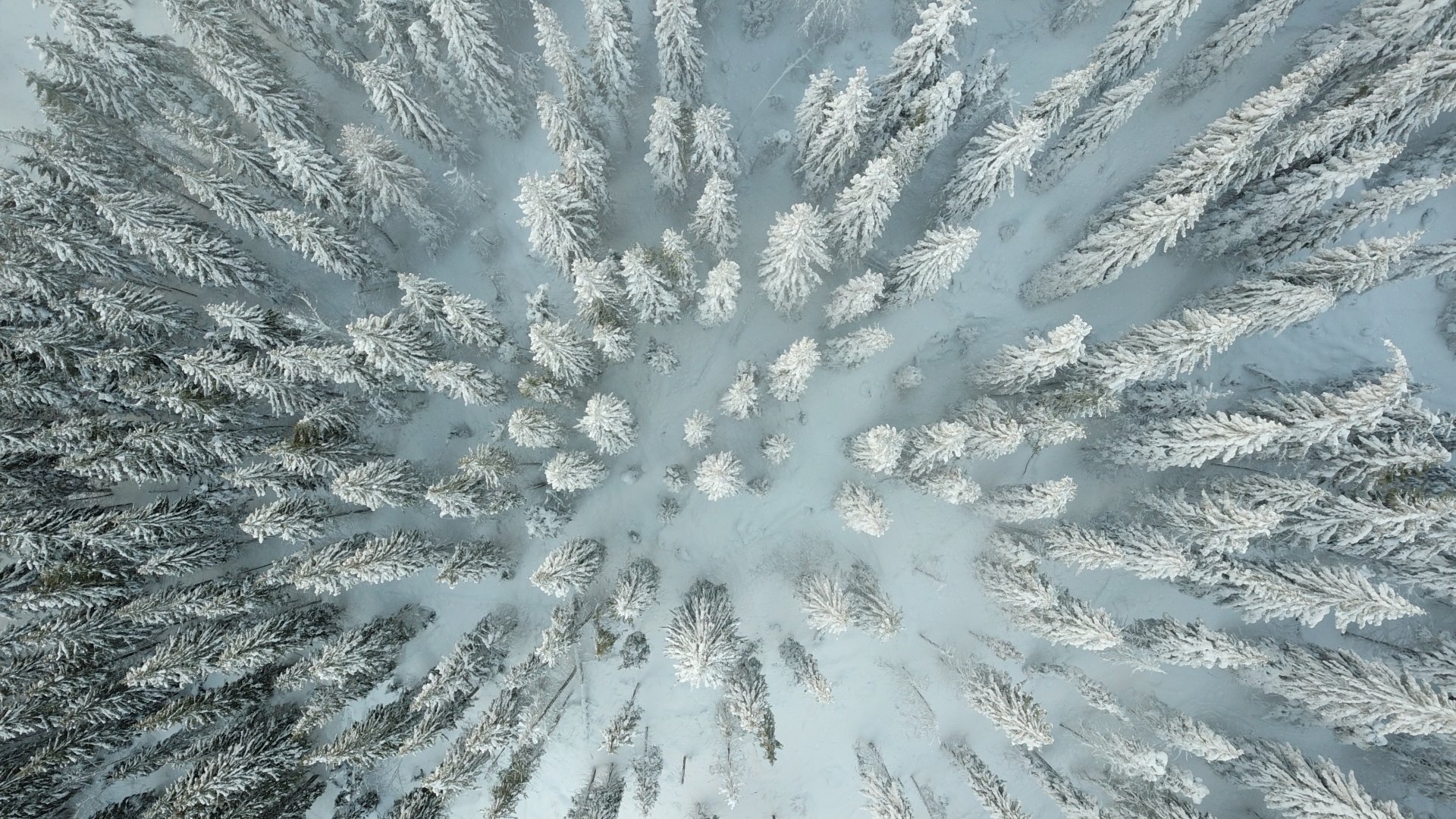 Download Winter Forest Photography Aerial 4k Ultra HD Wallpaper