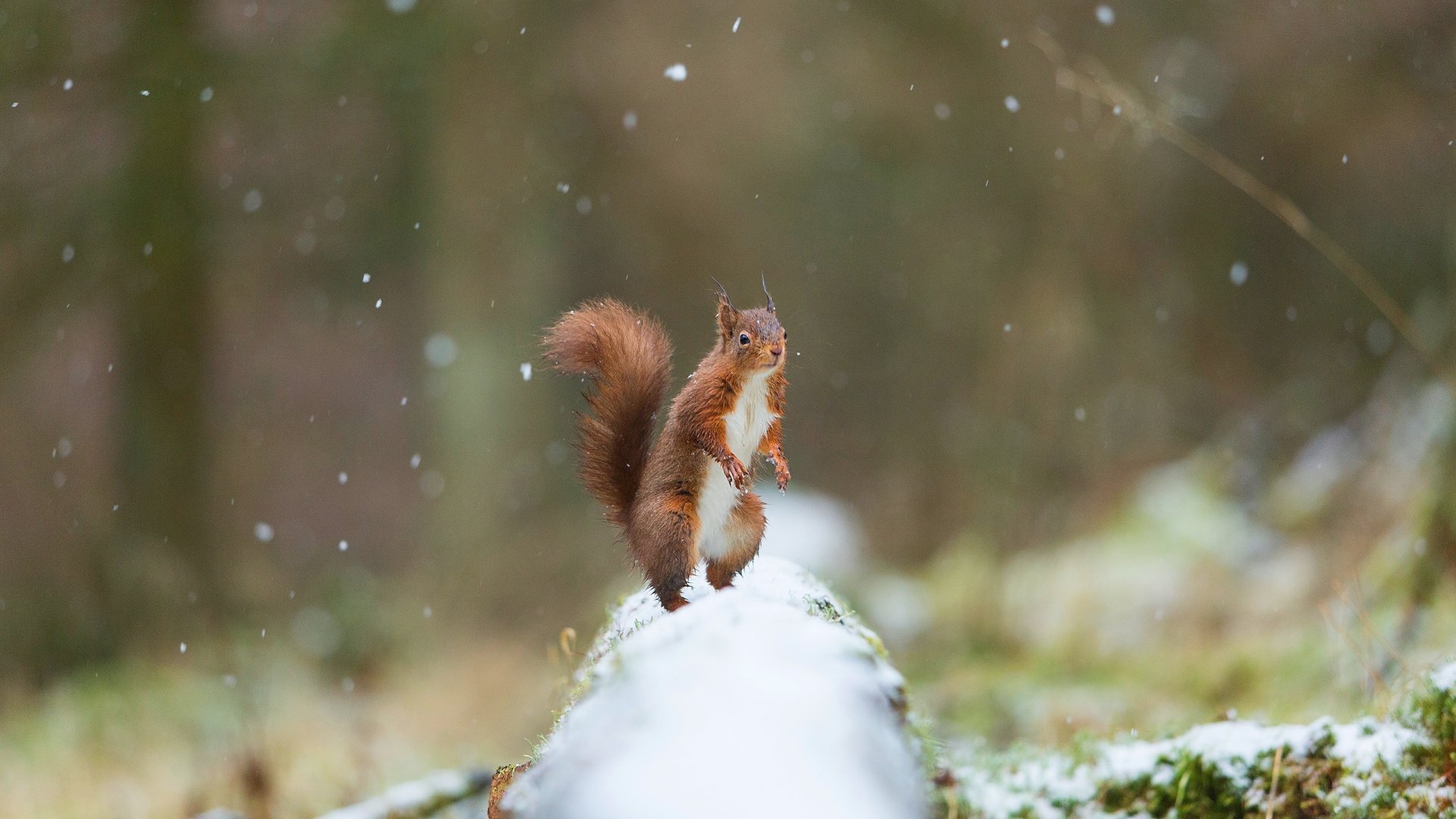 Download Depth Of Field Rodent Snow Animal Squirrel Winter Animals HD ...