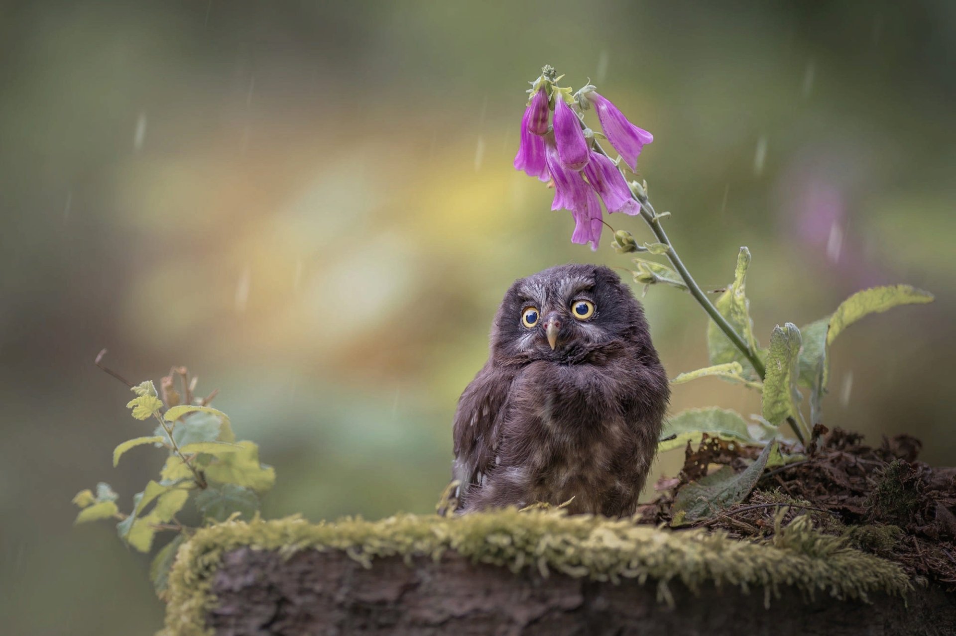 Download Flower Bird Animal Owl HD Wallpaper