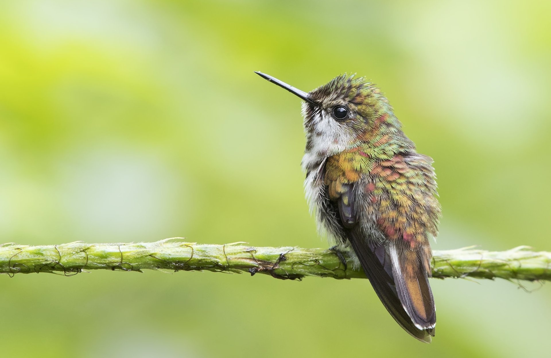 Emerald Hummingbird — HD Animal Wallpaper | 2048x1329 | Wallpaper Abyss
