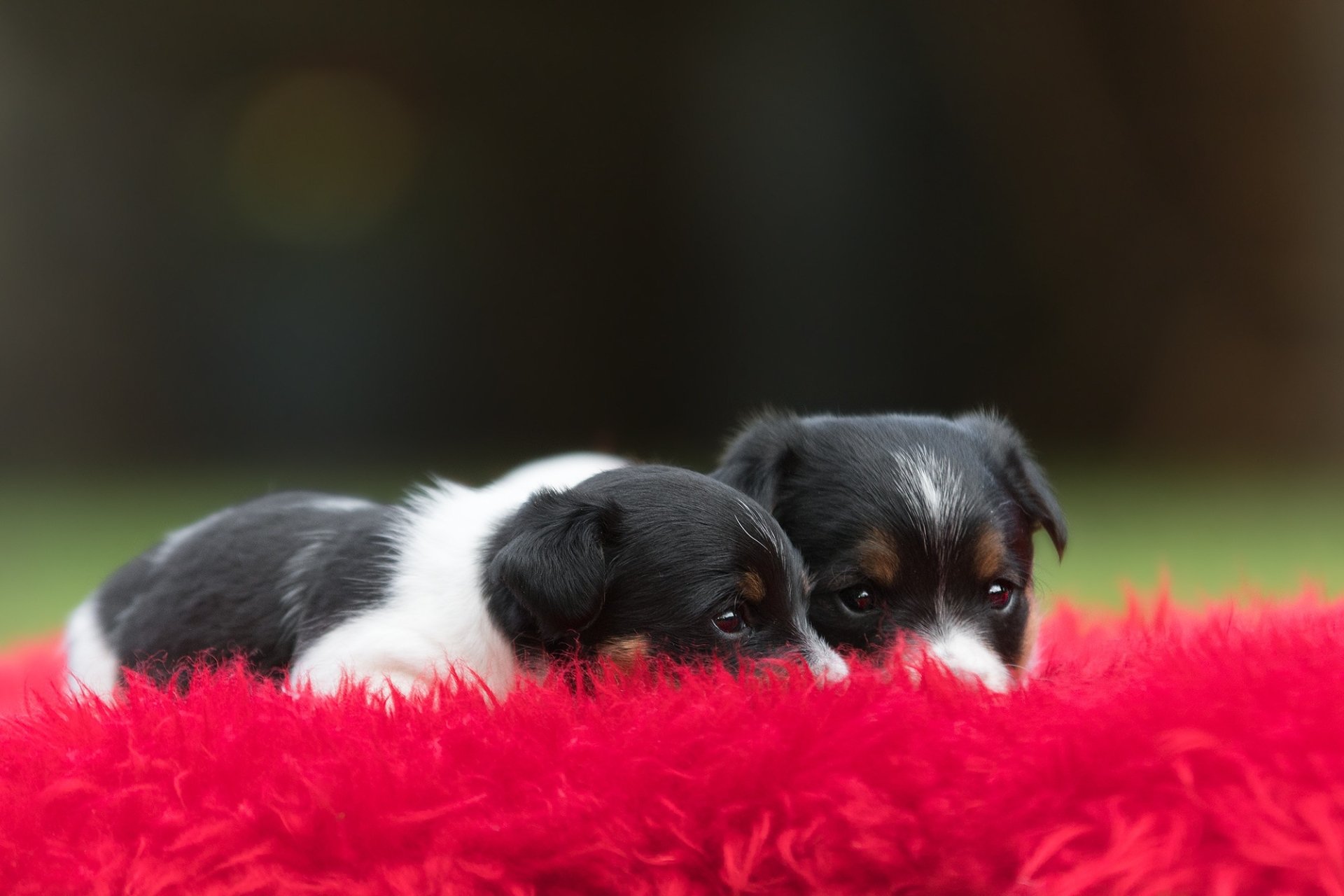 Download Baby Animal Dog Animal Puppy HD Wallpaper | 2000x1333 ...