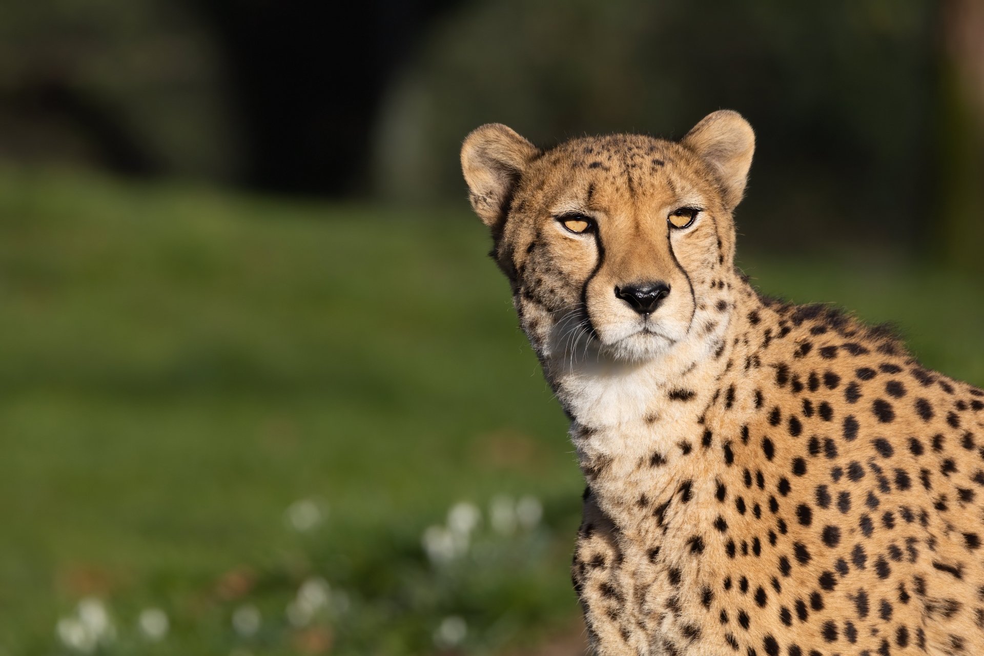 Cheetah Majesty — 5K Ultra HD Wildlife Wallpaper | 6144x4096 ...