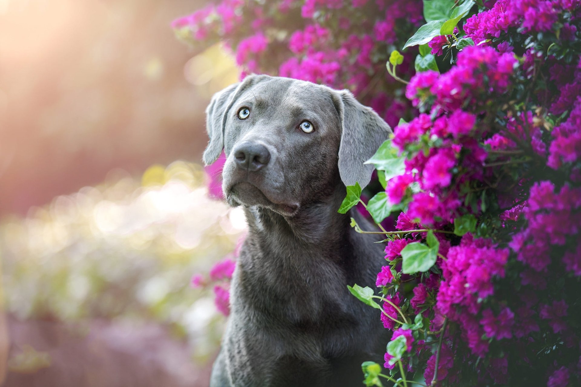 Download Purple Flower Dog Animal Weimaraner HD Wallpaper | 2048x1365 ...