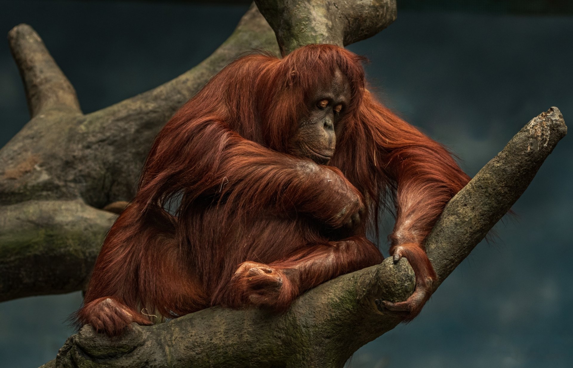 Download Primate Monkey Animal Orangutan 4k Ultra HD Wallpaper