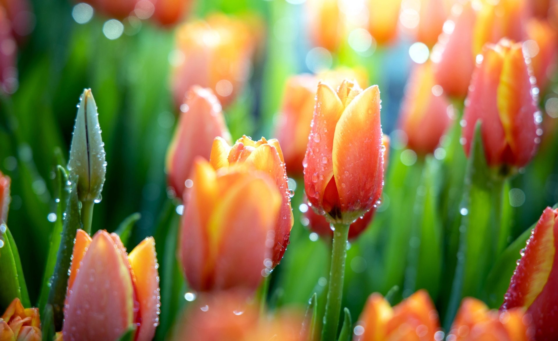 Download Macro Orange Flower Flower Nature Tulip HD Wallpaper ...