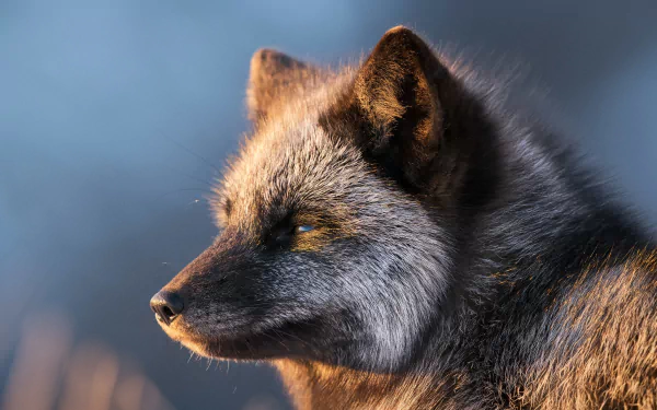 [10+] Silver Fox (Animal) Wallpapers