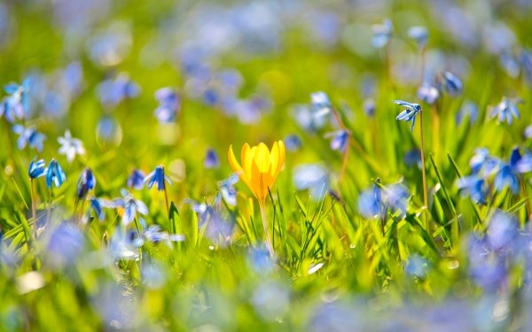 [10+] Spring 8k Wallpapers