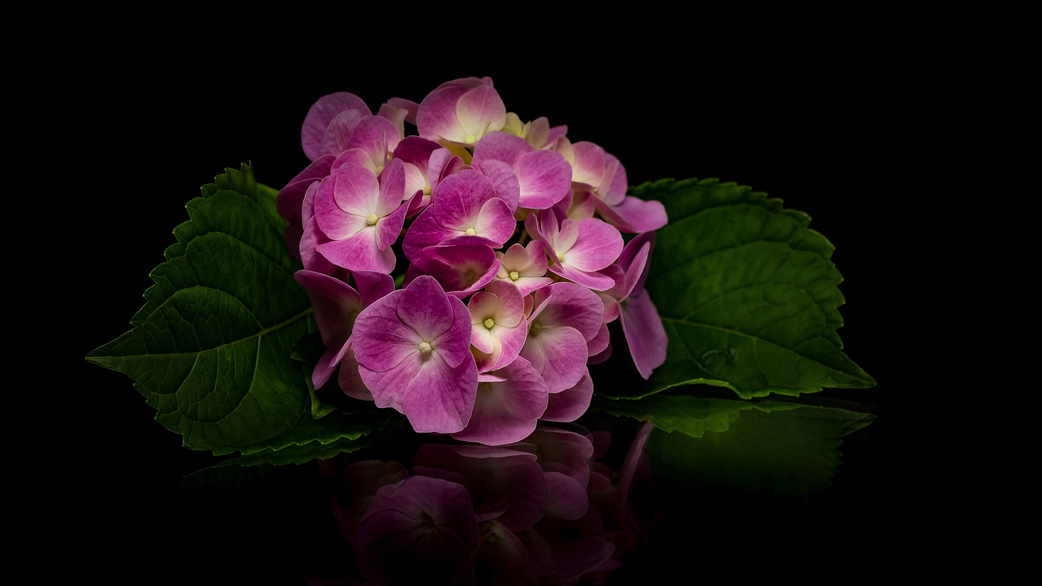 Download Wallpaper Pink Hydrangea