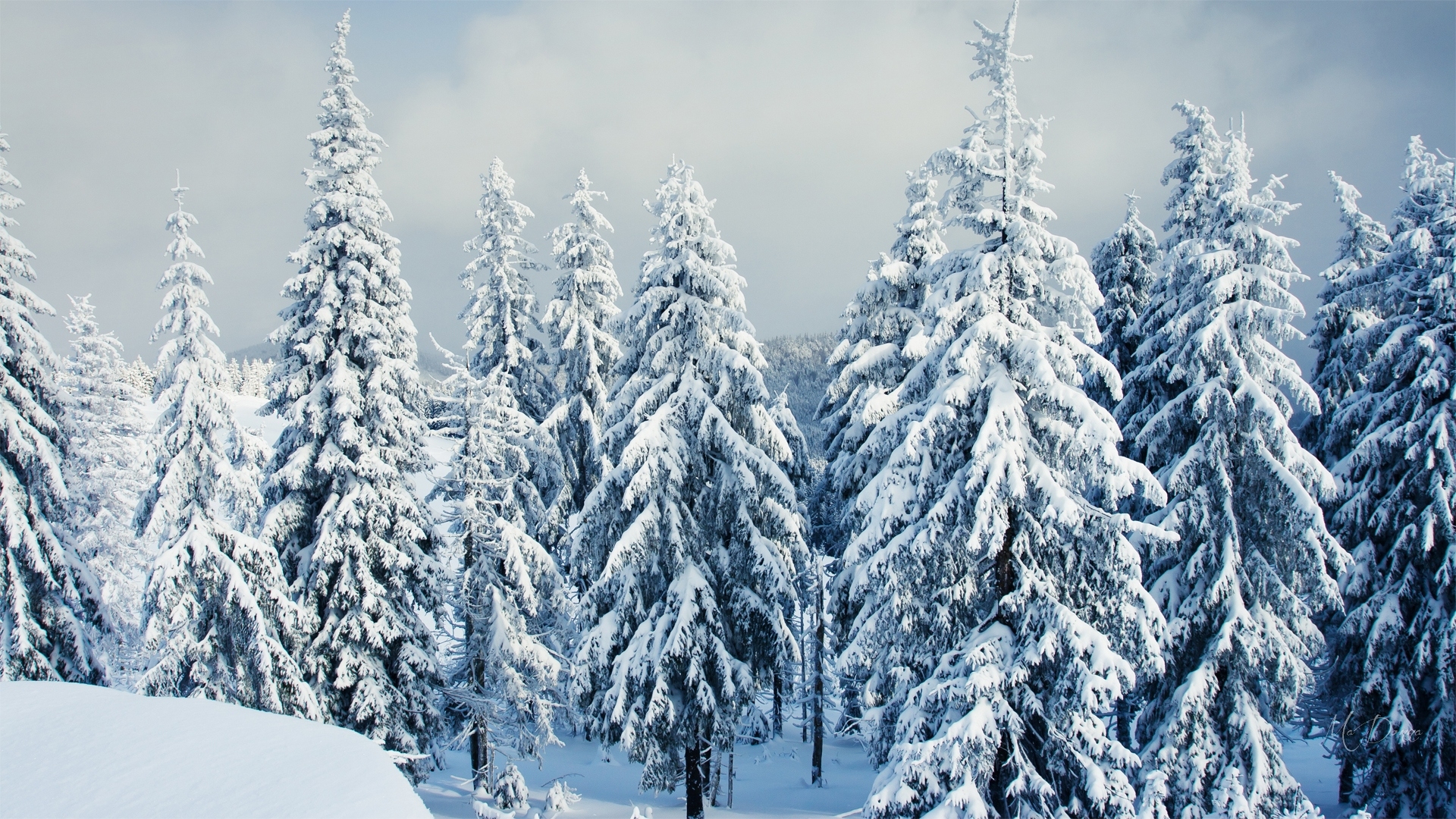 Download Snow Forest Tree Nature Winter HD Wallpaper