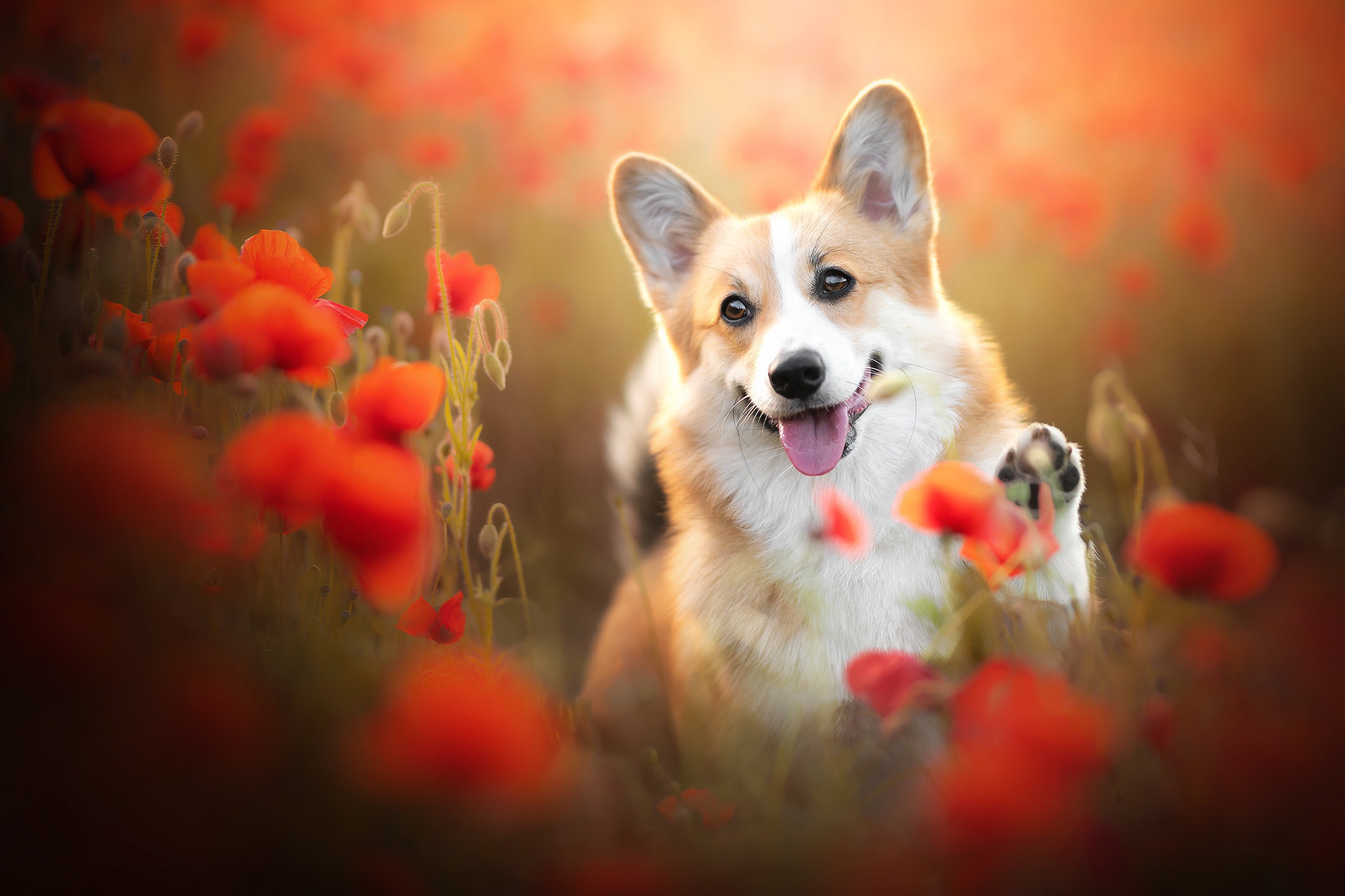 Corgi HD Wallpaper