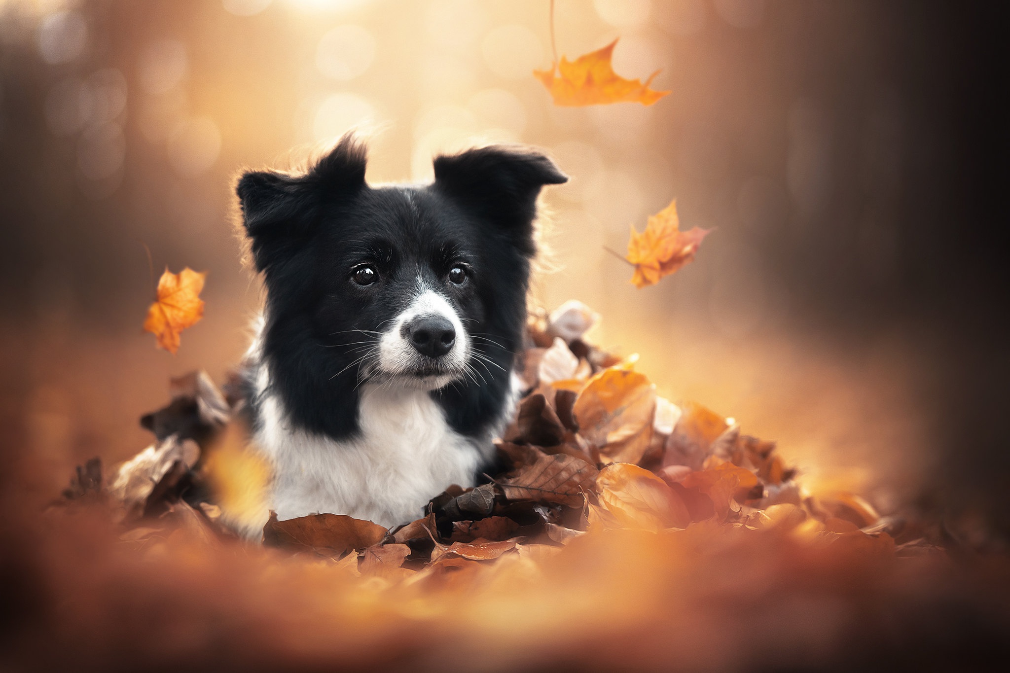 Download Depth Of Field Leaf Fall Puppy Baby Animal Dog Animal Border ...